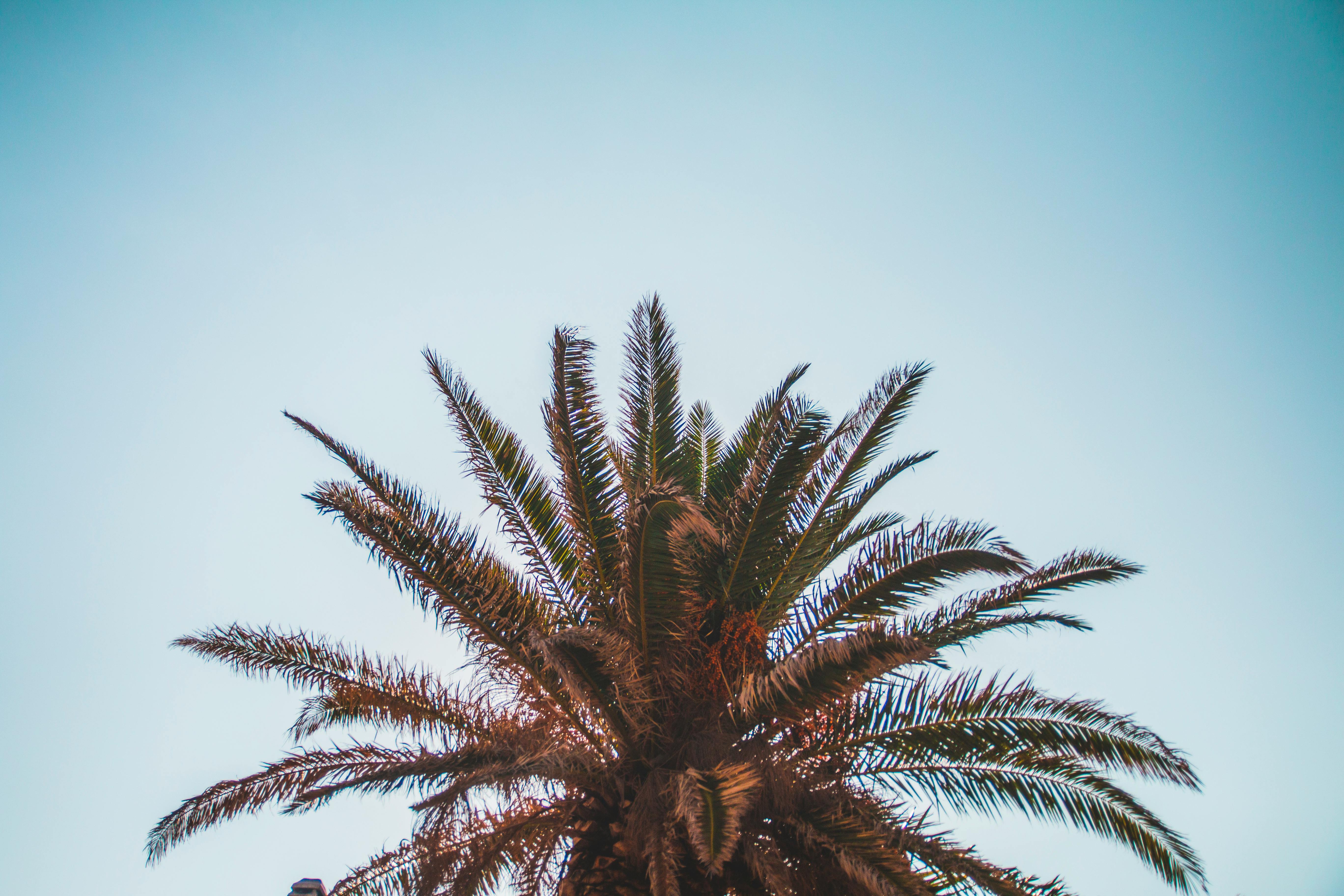 A Palm Tree Under the Blue Sky · Free Stock Photo