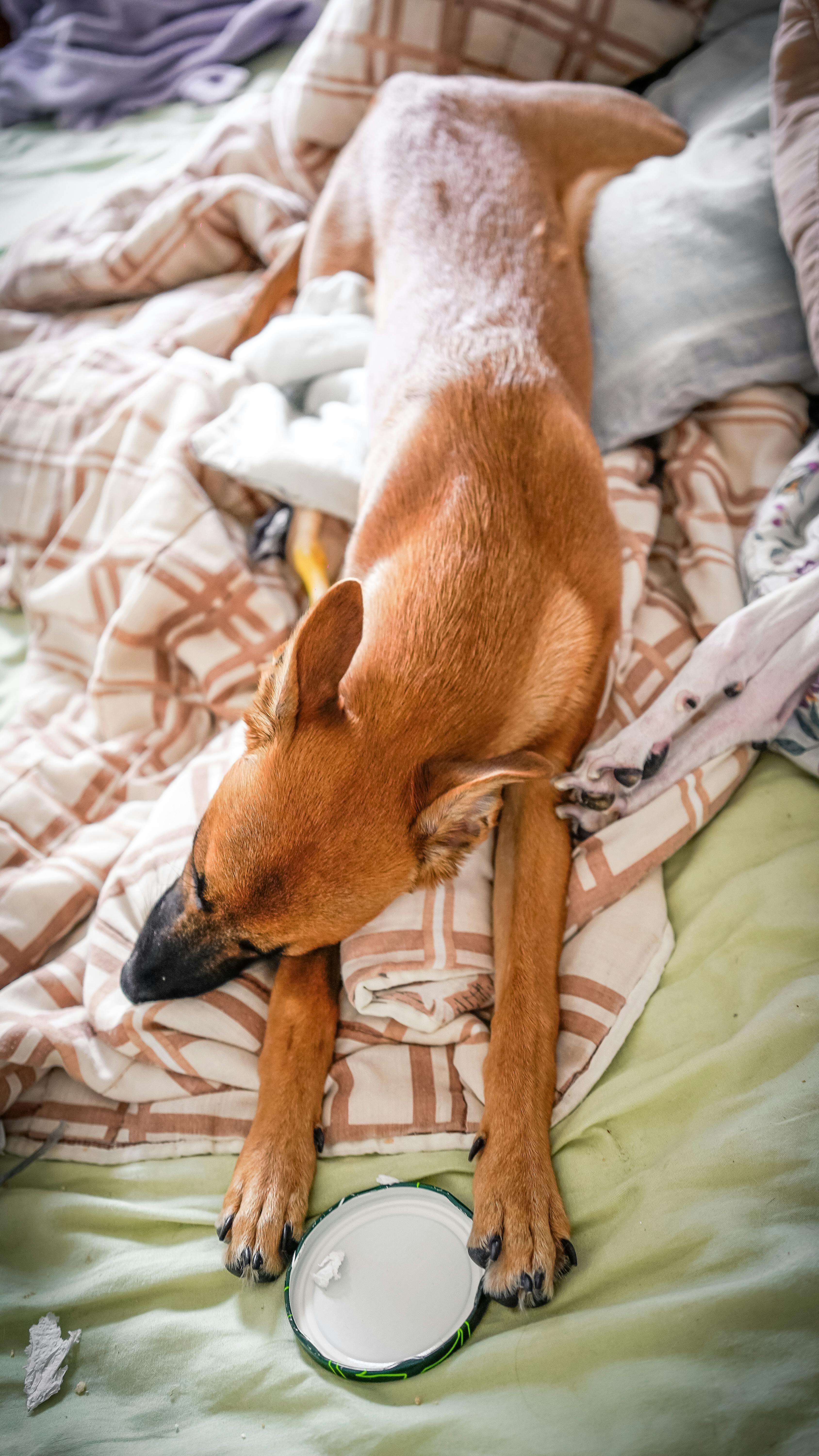 Dog Ripping Pillow Photos, Download The BEST Free Dog Ripping Pillow ...