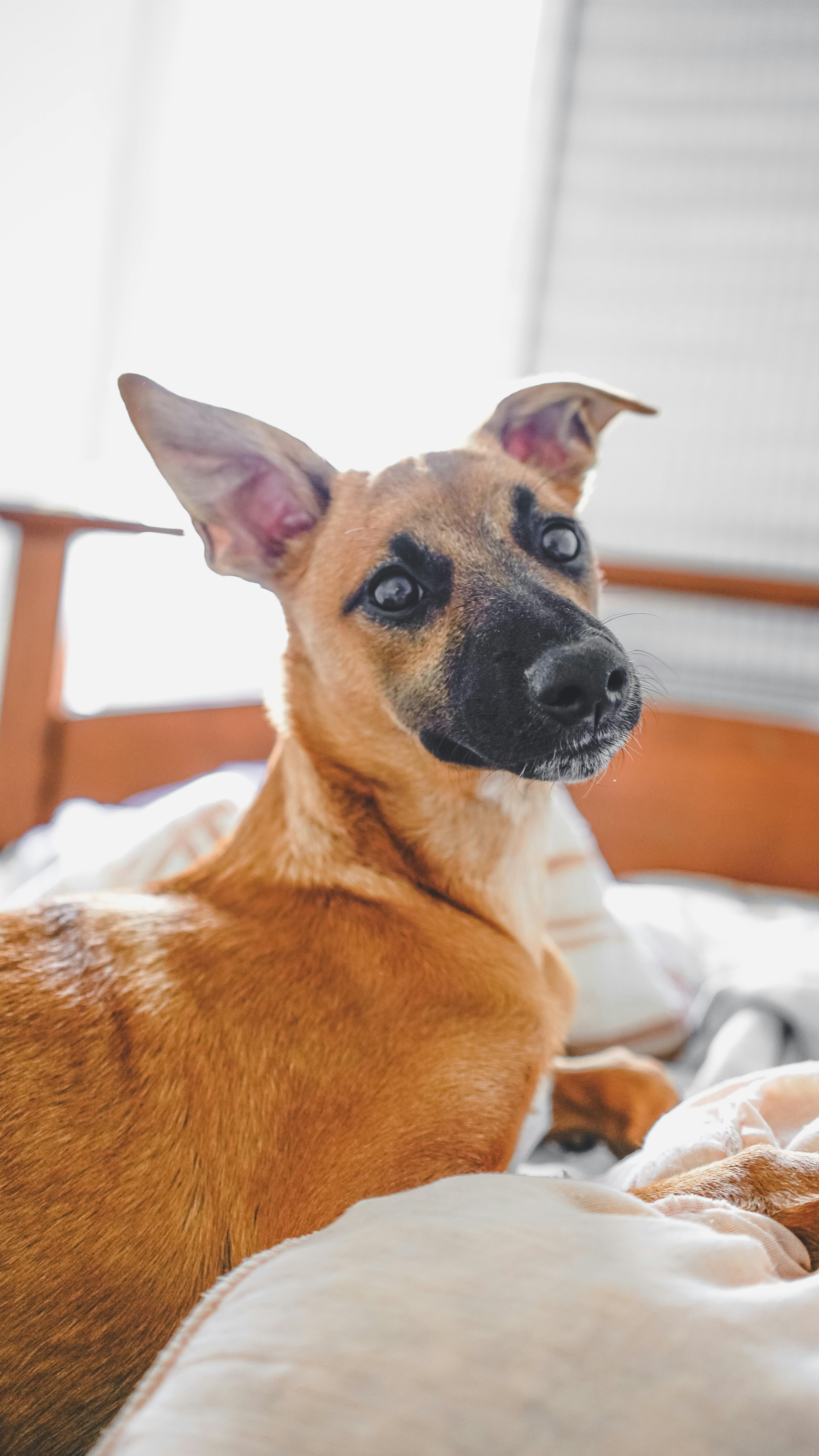 Red Alert Photos, Download The BEST Free Red Alert Stock Photos & HD Images