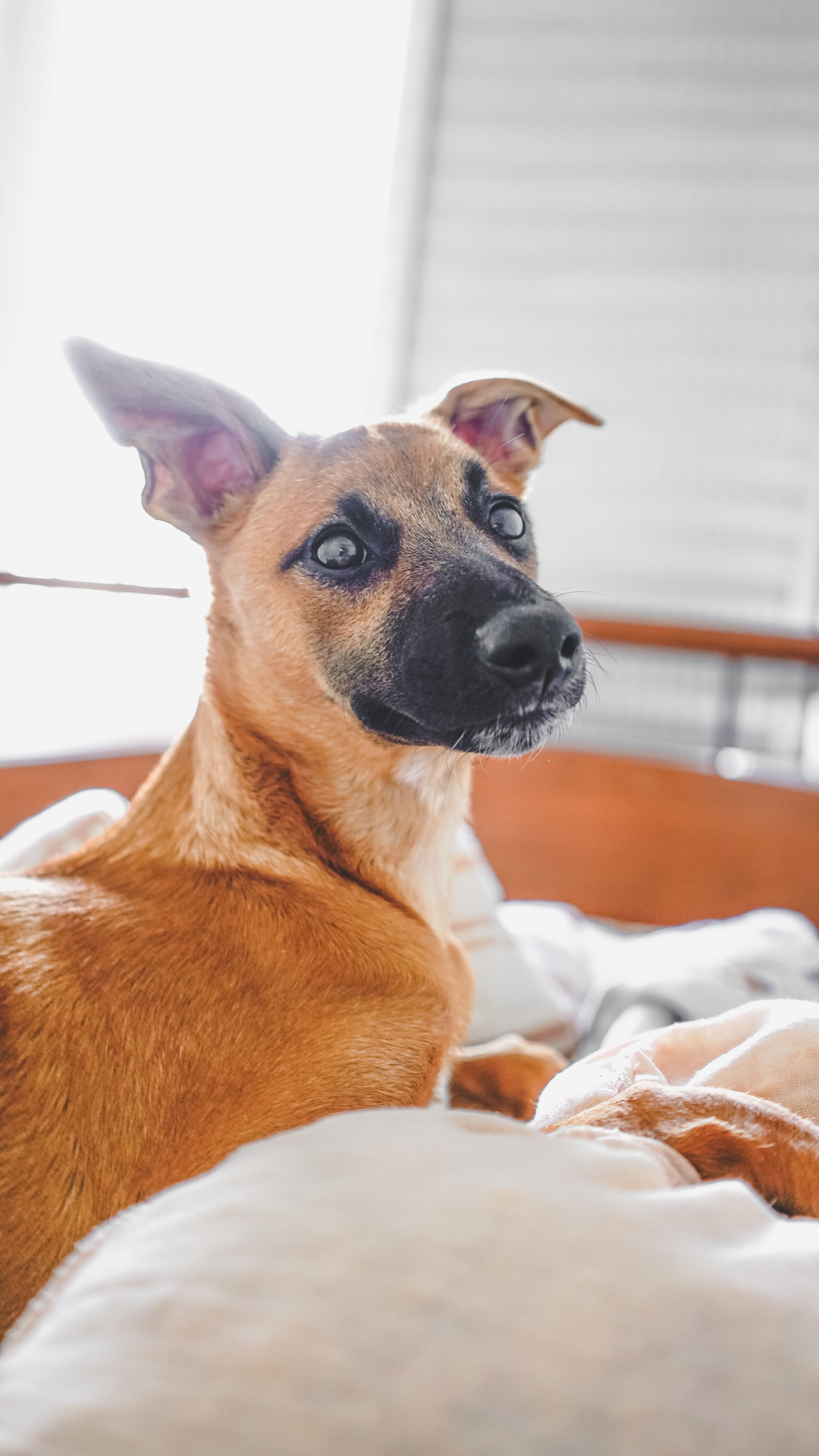 Dog sitting at table in cafe · Free Stock Photo