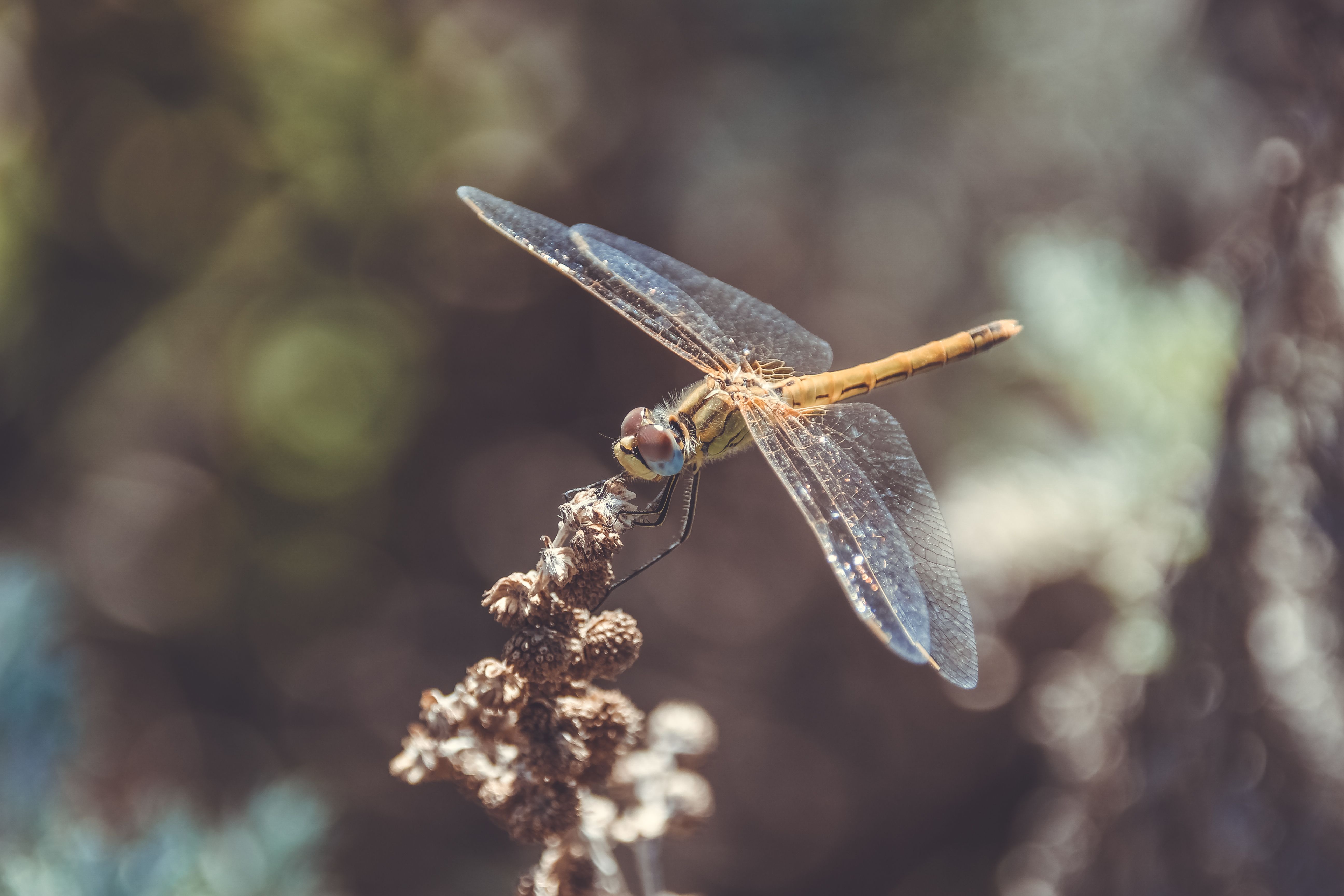 Anisoptera Photos, Download The BEST Free Anisoptera Stock Photos & HD ...