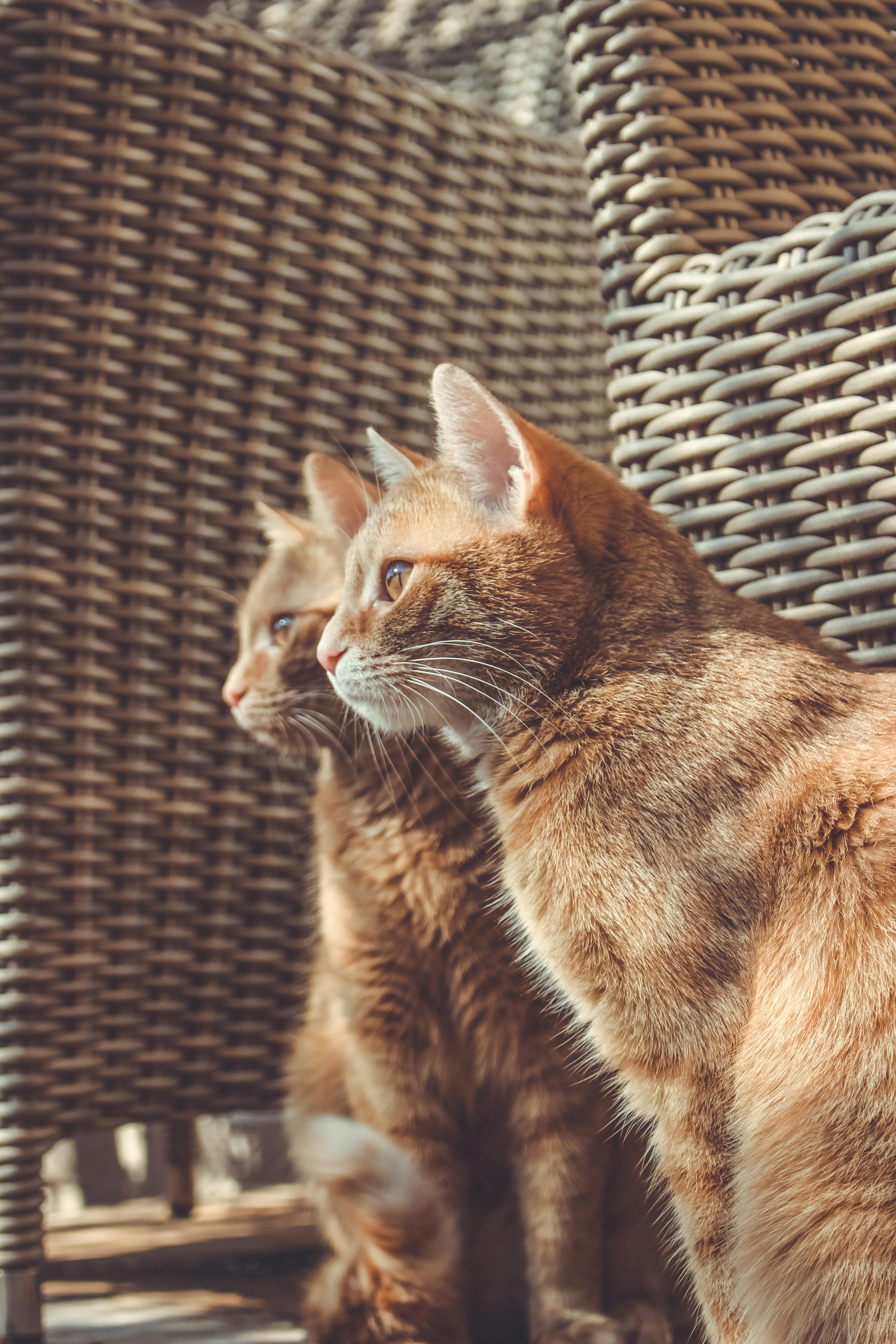 Brown Cat Beside a Chair · Free Stock Photo