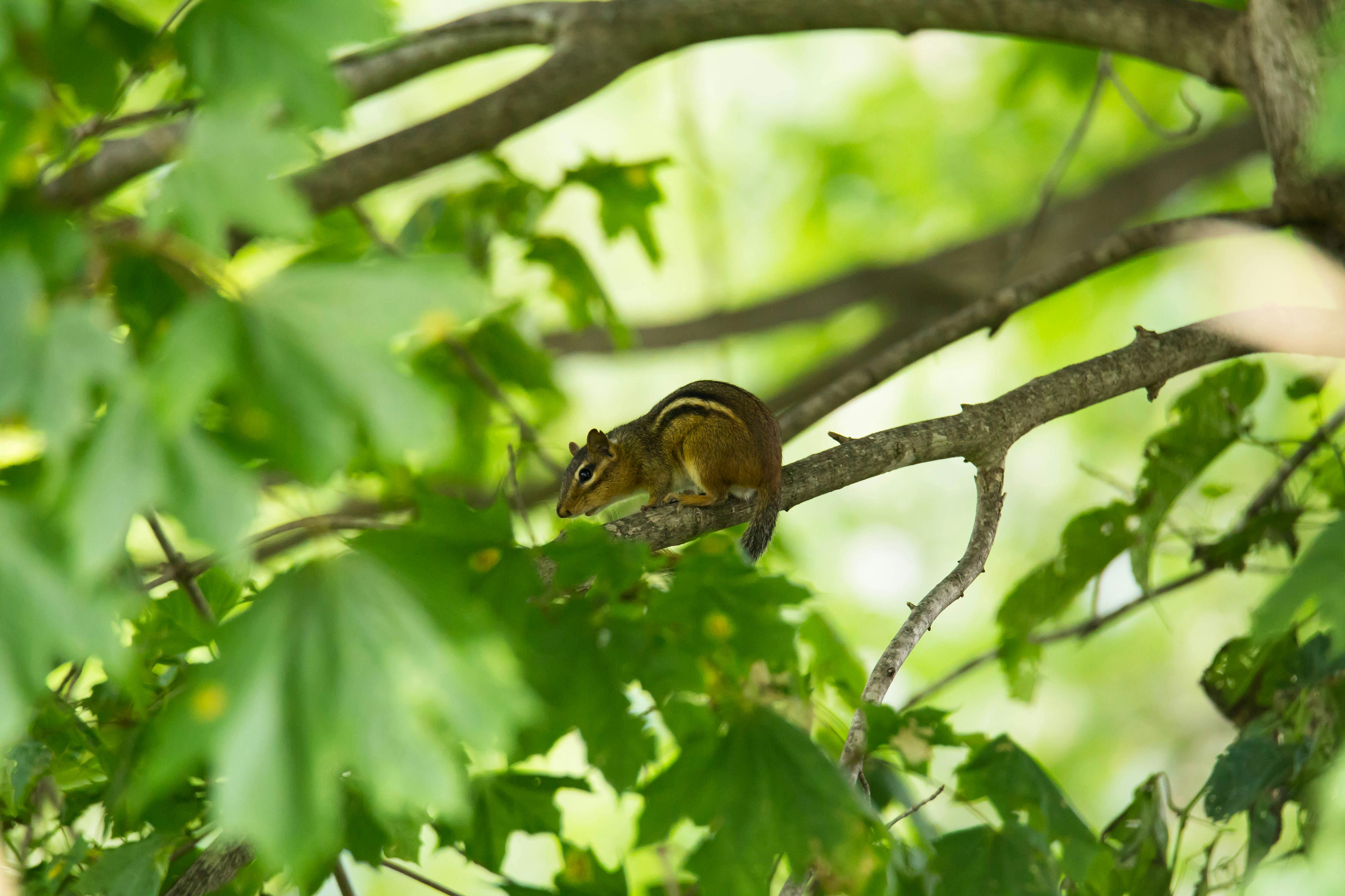 Photo of Chipmunk on Tree Branch · Free Stock Photo