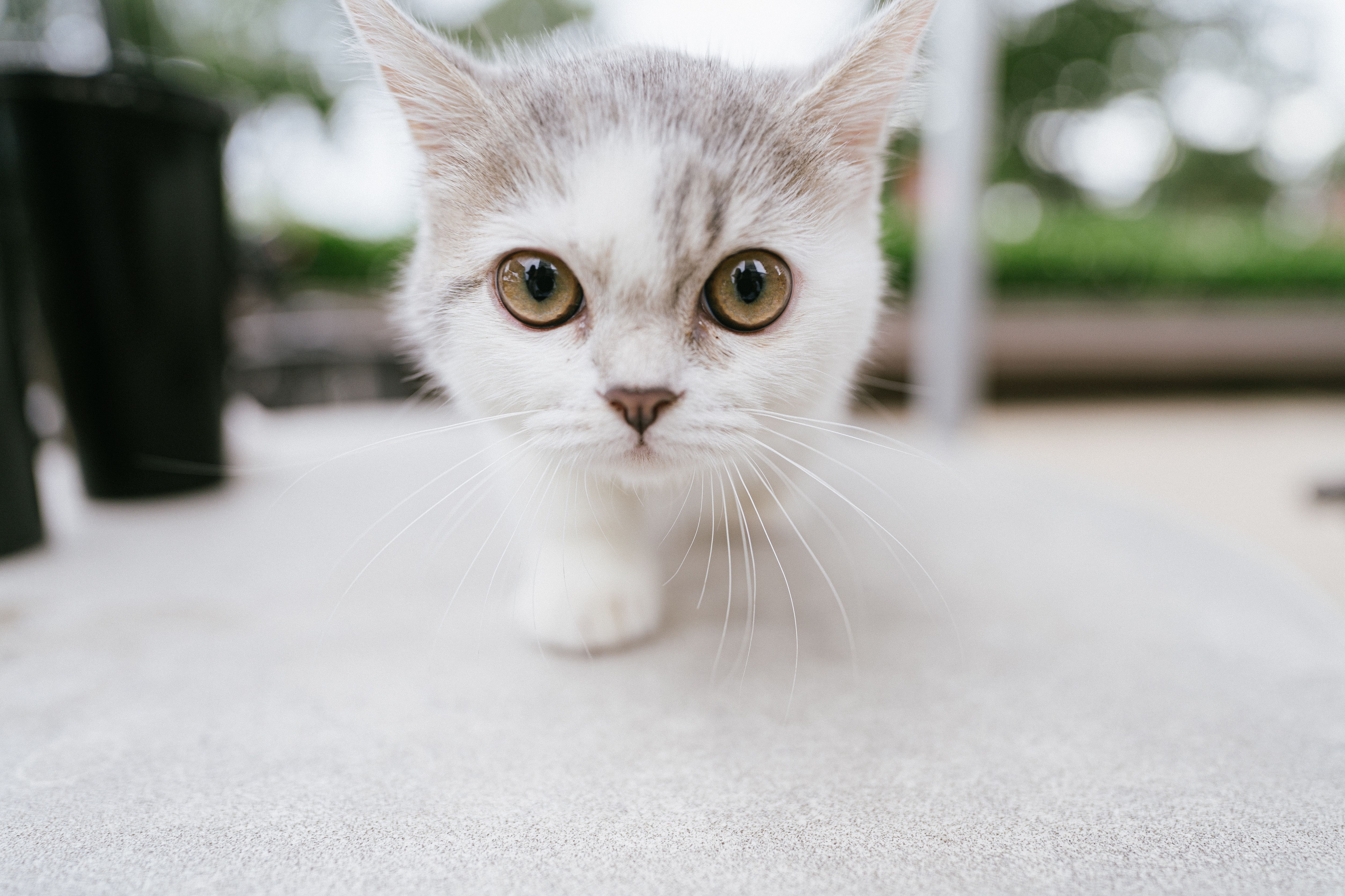 Cute Kitten in Close Up · Free Stock Photo