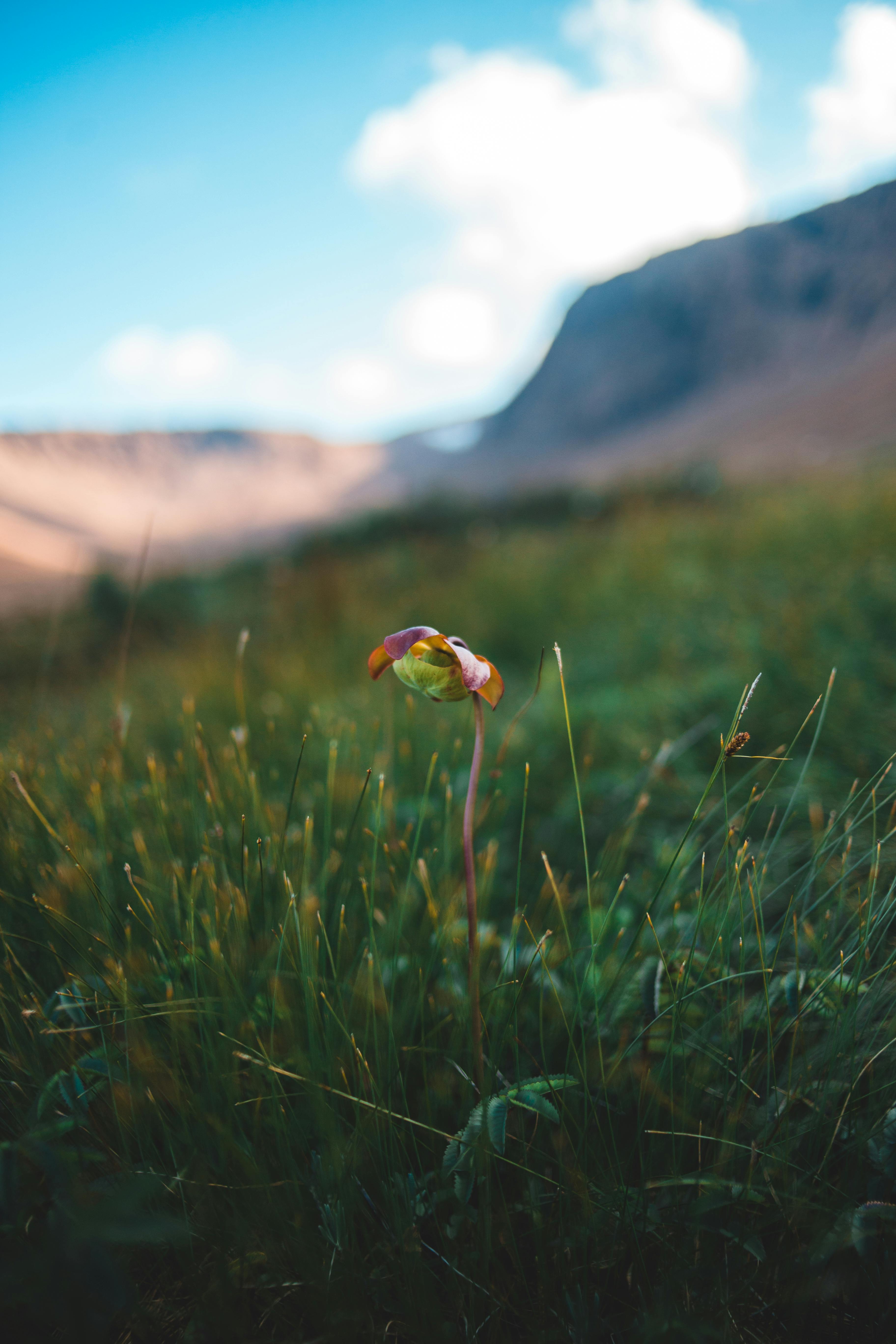 Small flower growing on grass · Free Stock Photo