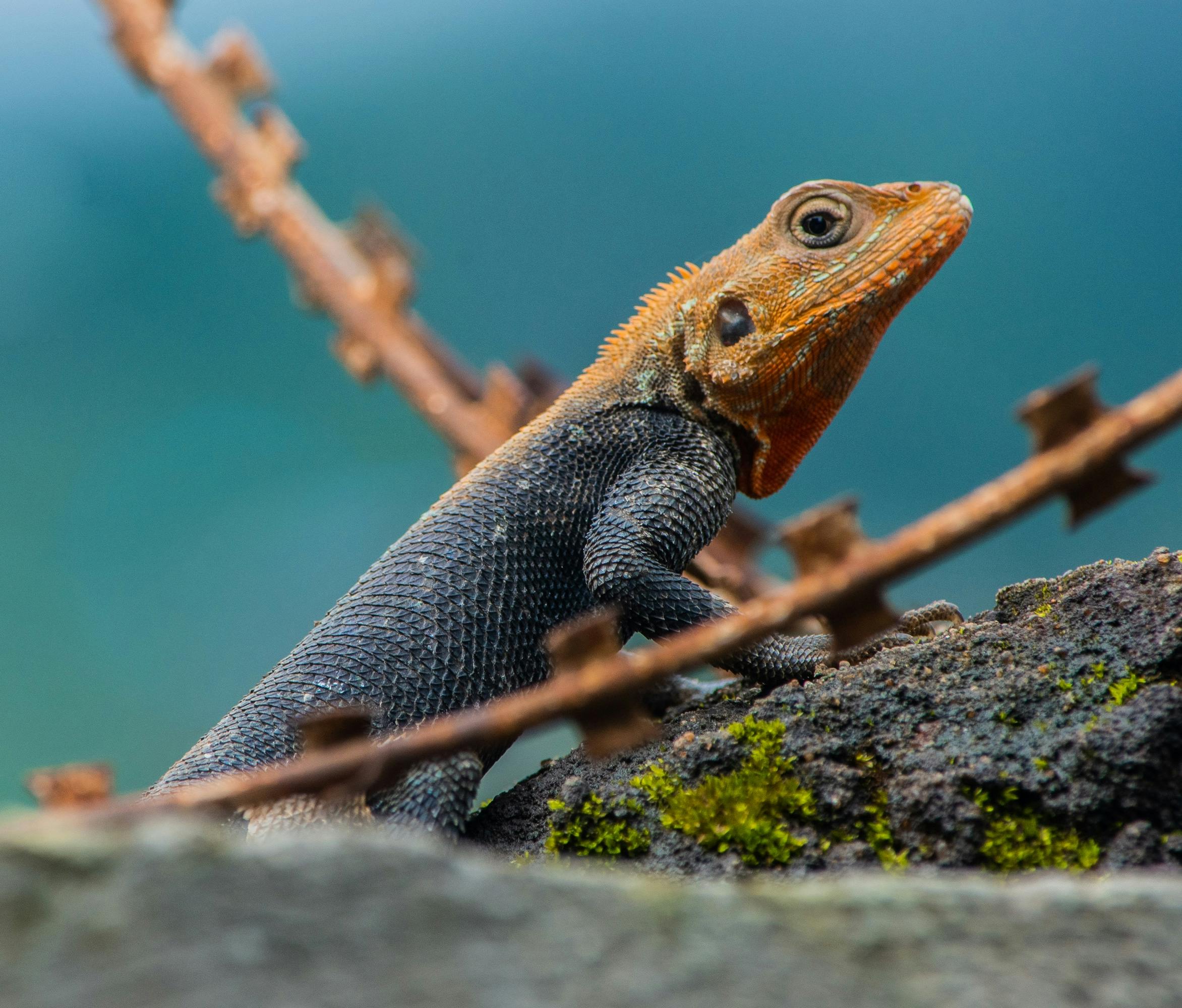 N'pallon James Kamara - Photography