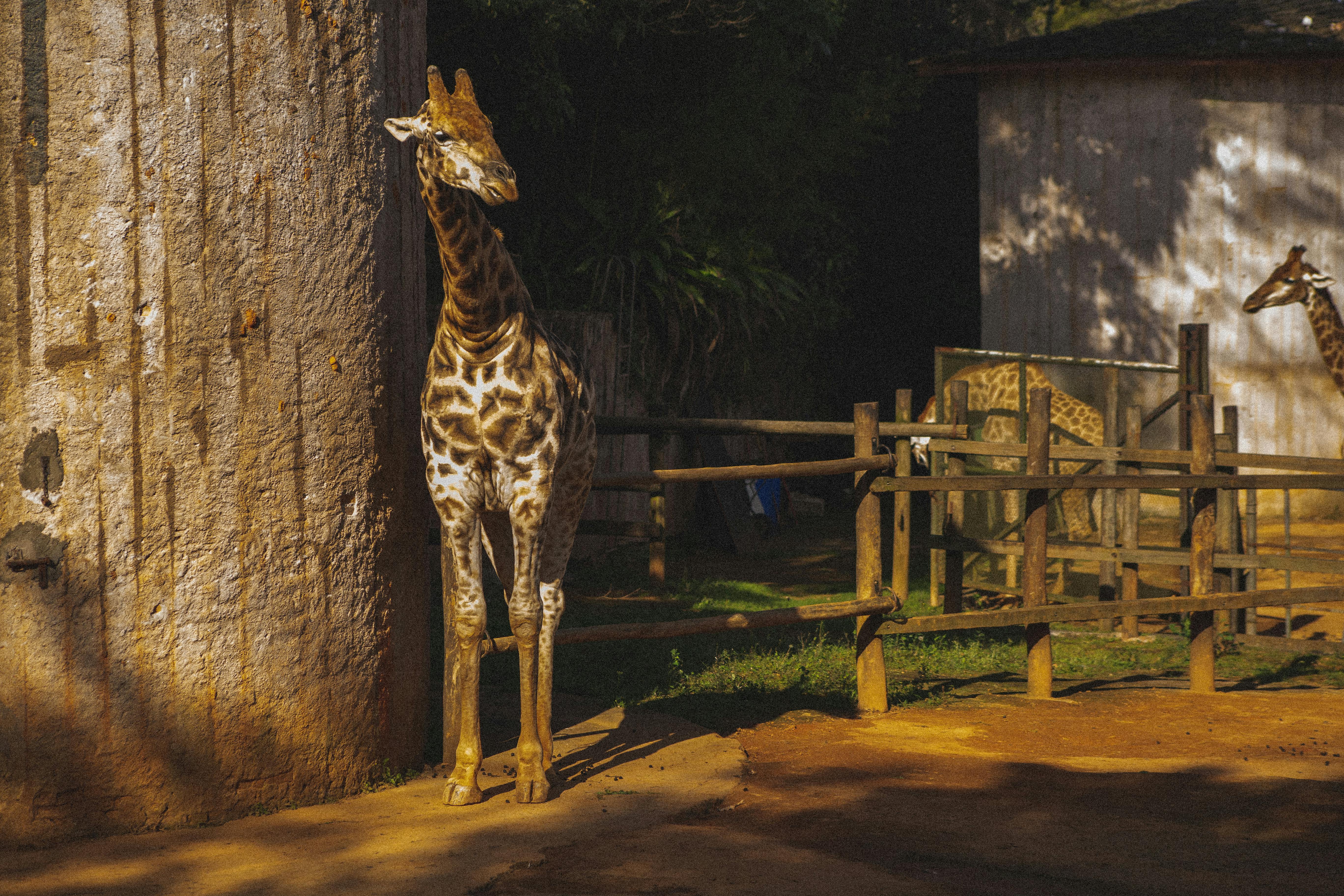 Giraffes behind enclosure in zoological garden · Free Stock Photo