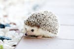 Cute Hedgehog Photos, Download The BEST Free Cute Hedgehog Stock Photos ...