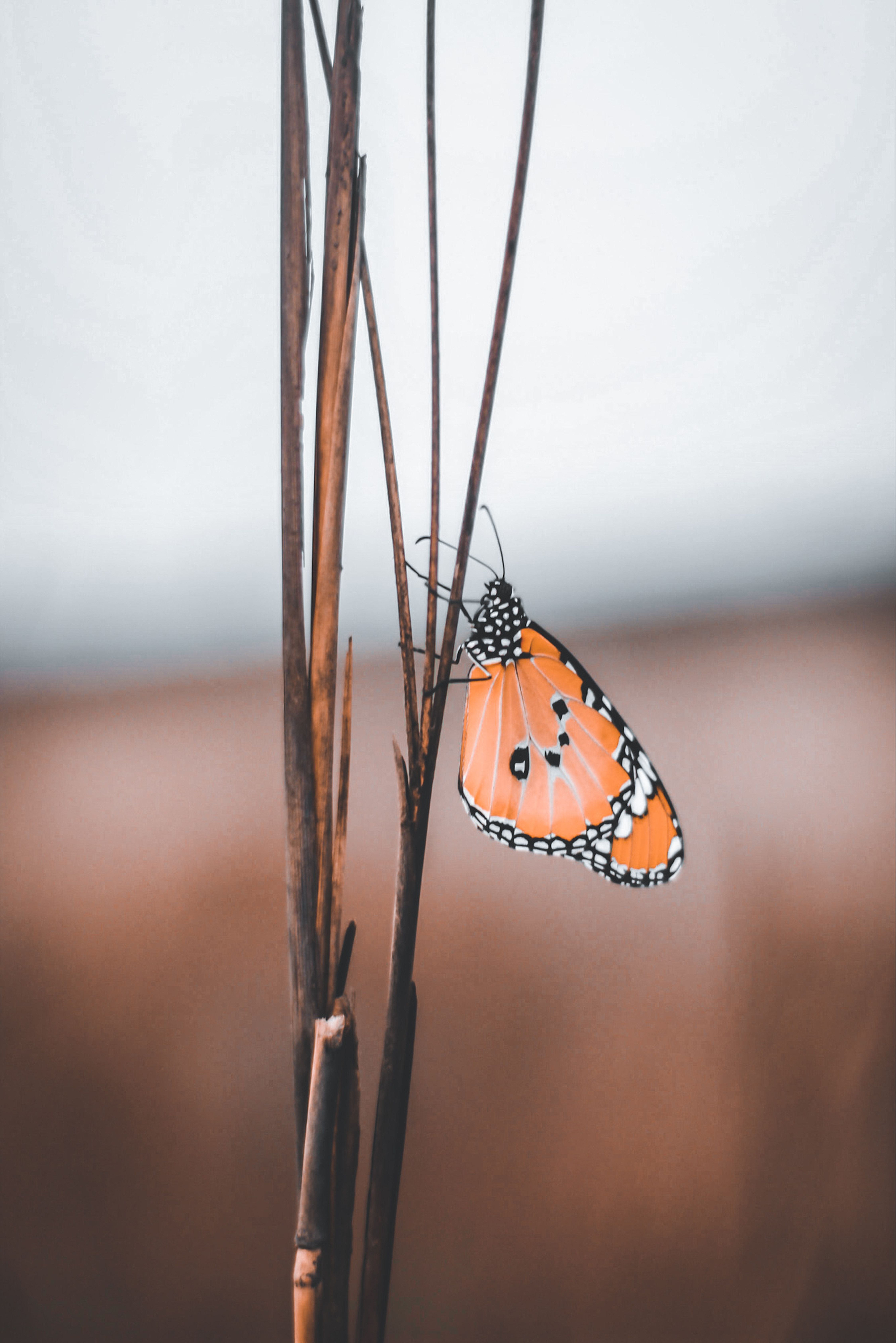 Close-Up Shot of a Butterfly · Free Stock Photo