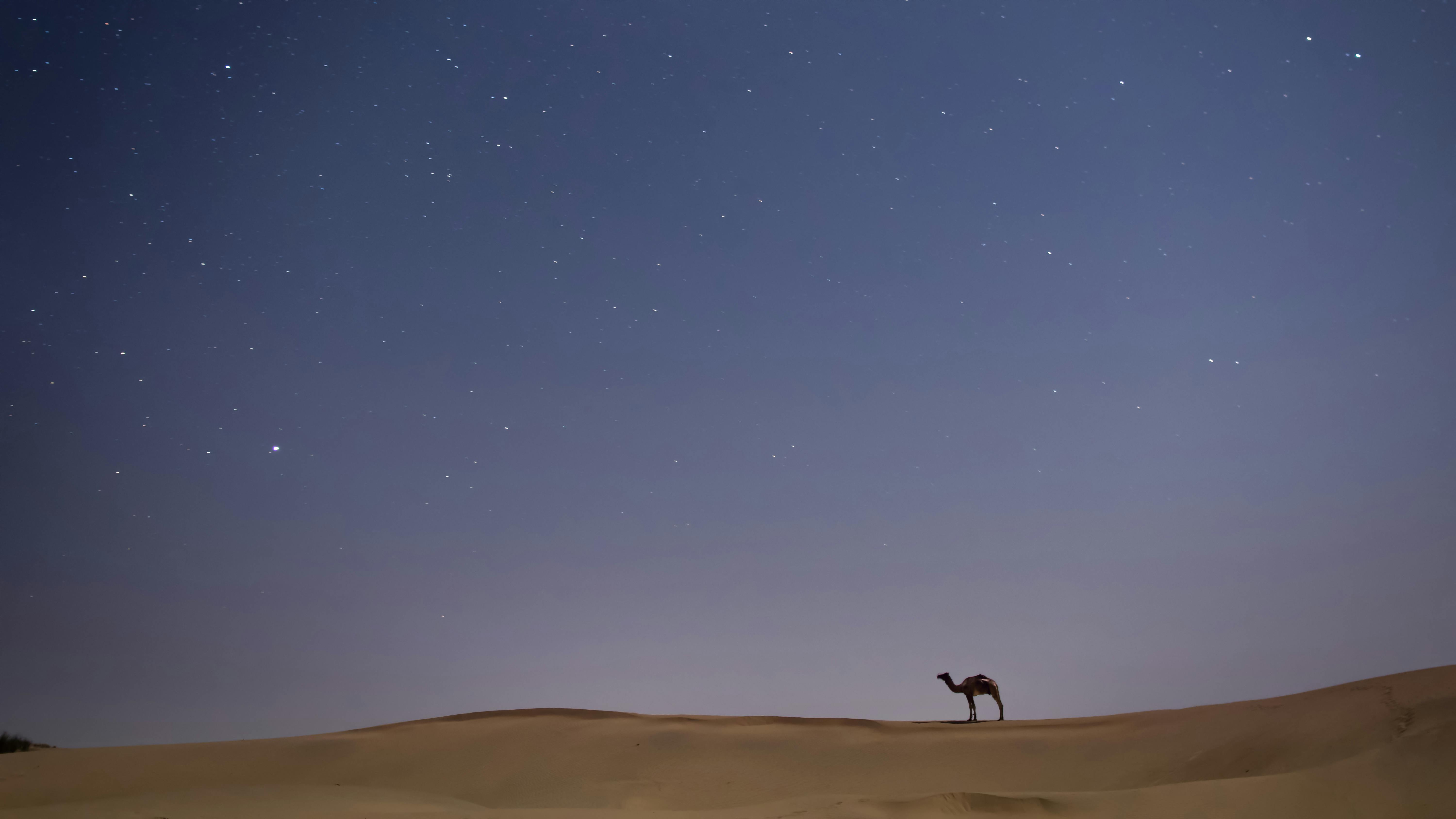 Camel Night Photos, Download The BEST Free Camel Night Stock Photos ...