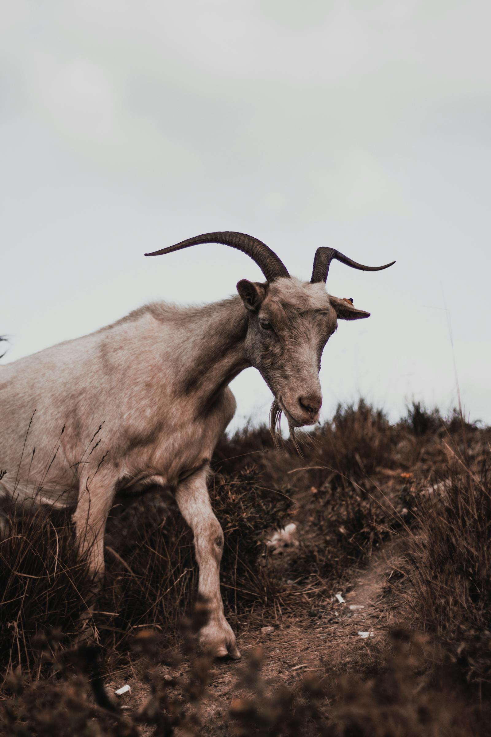 最精彩的“At Hayvanı”图片 · 100%免费下载 · Pexels素材图片