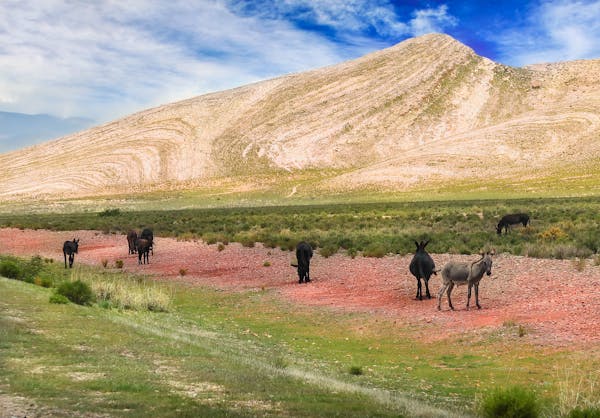 Droving Photos, Download The BEST Free Droving Stock Photos & HD Images