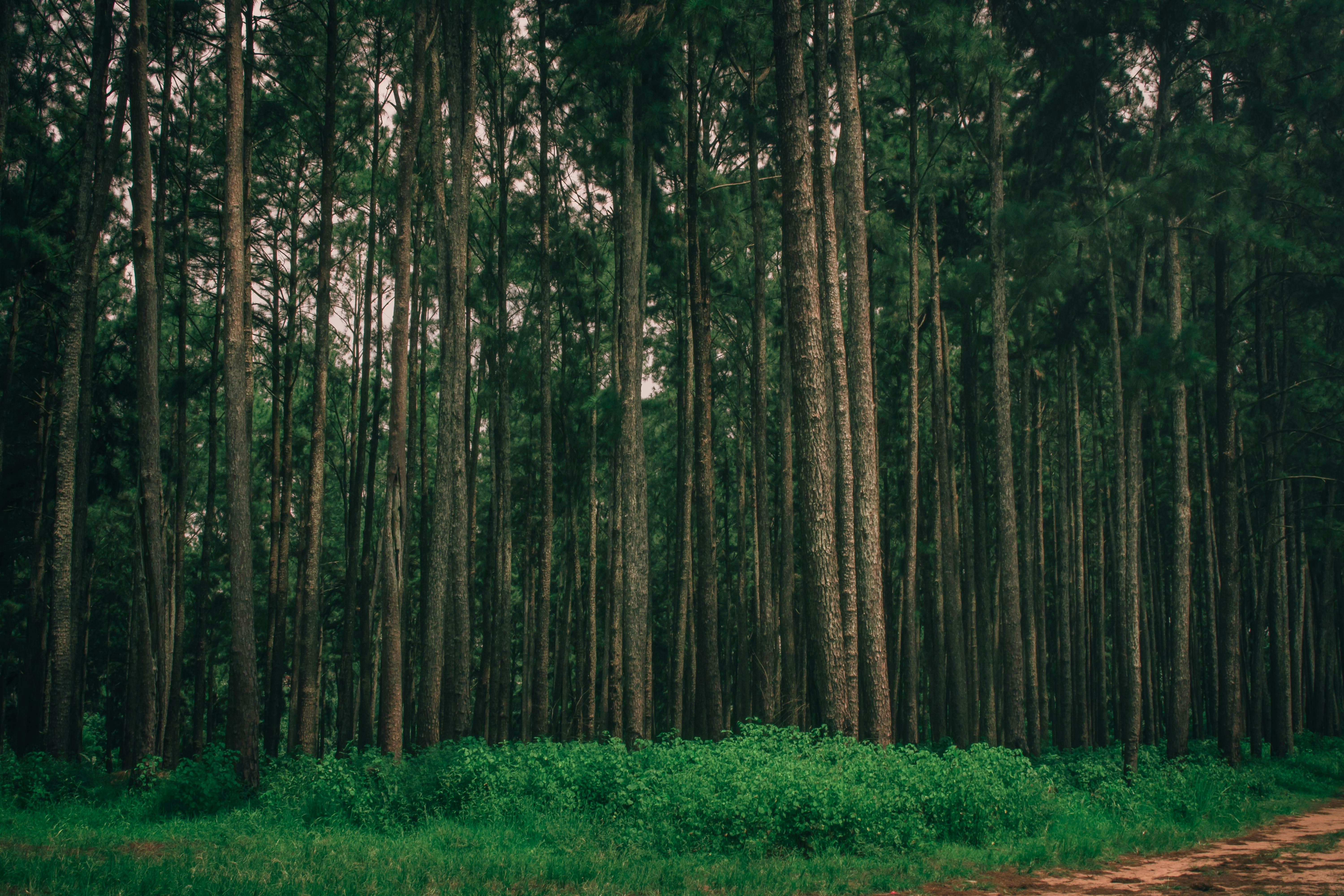 Tall Trees in a Forest · Free Stock Photo