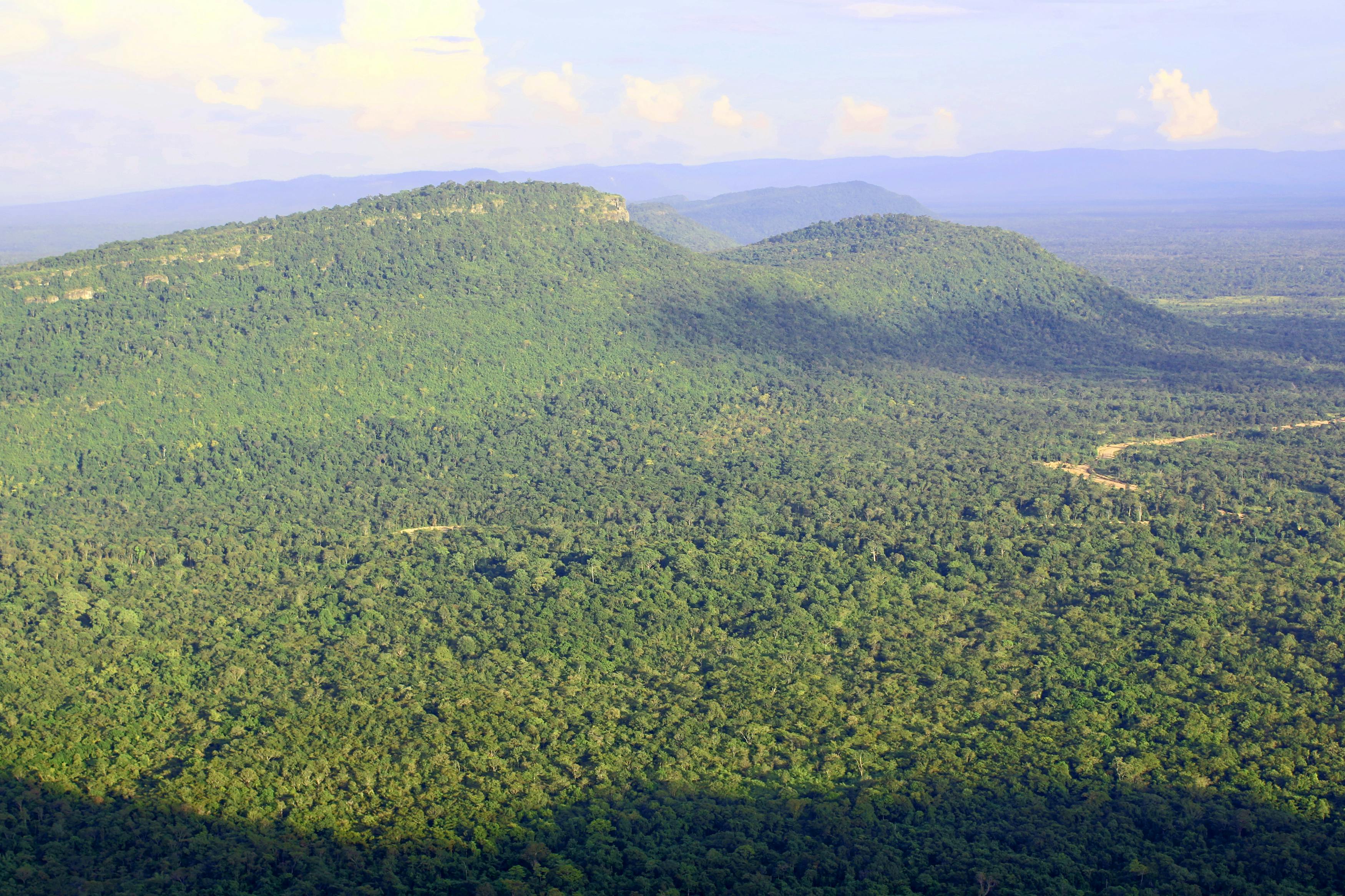 Photo of Forest · Free Stock Photo