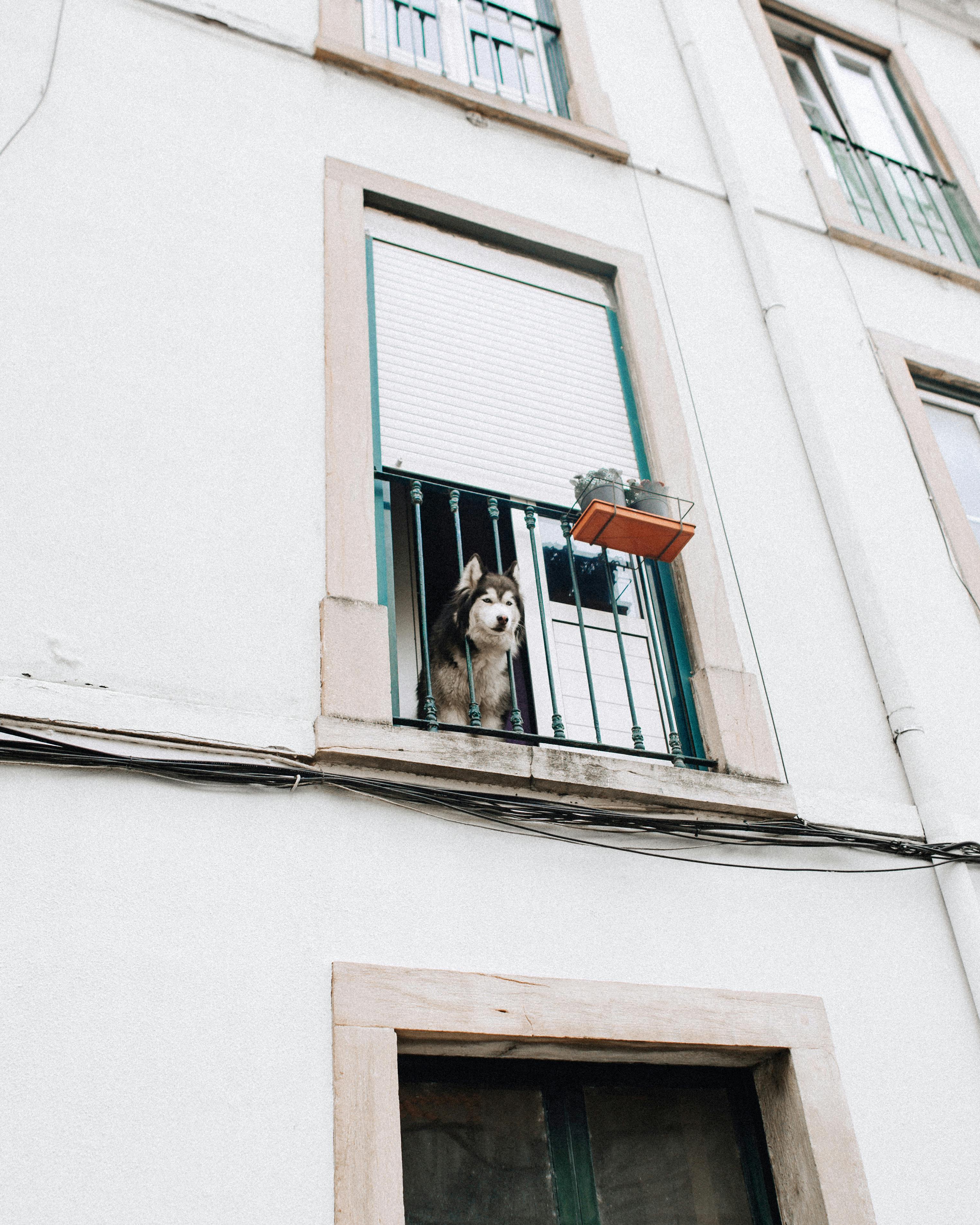 Dogs, Waiting Photos, Download The BEST Free Dogs, Waiting Stock Photos ...