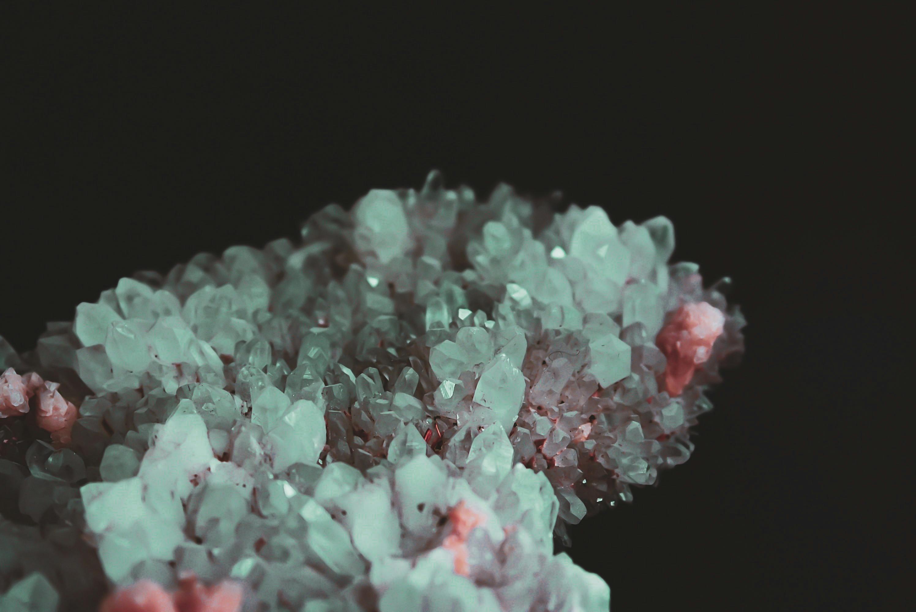 Trunk / bole · Free Stock Photo