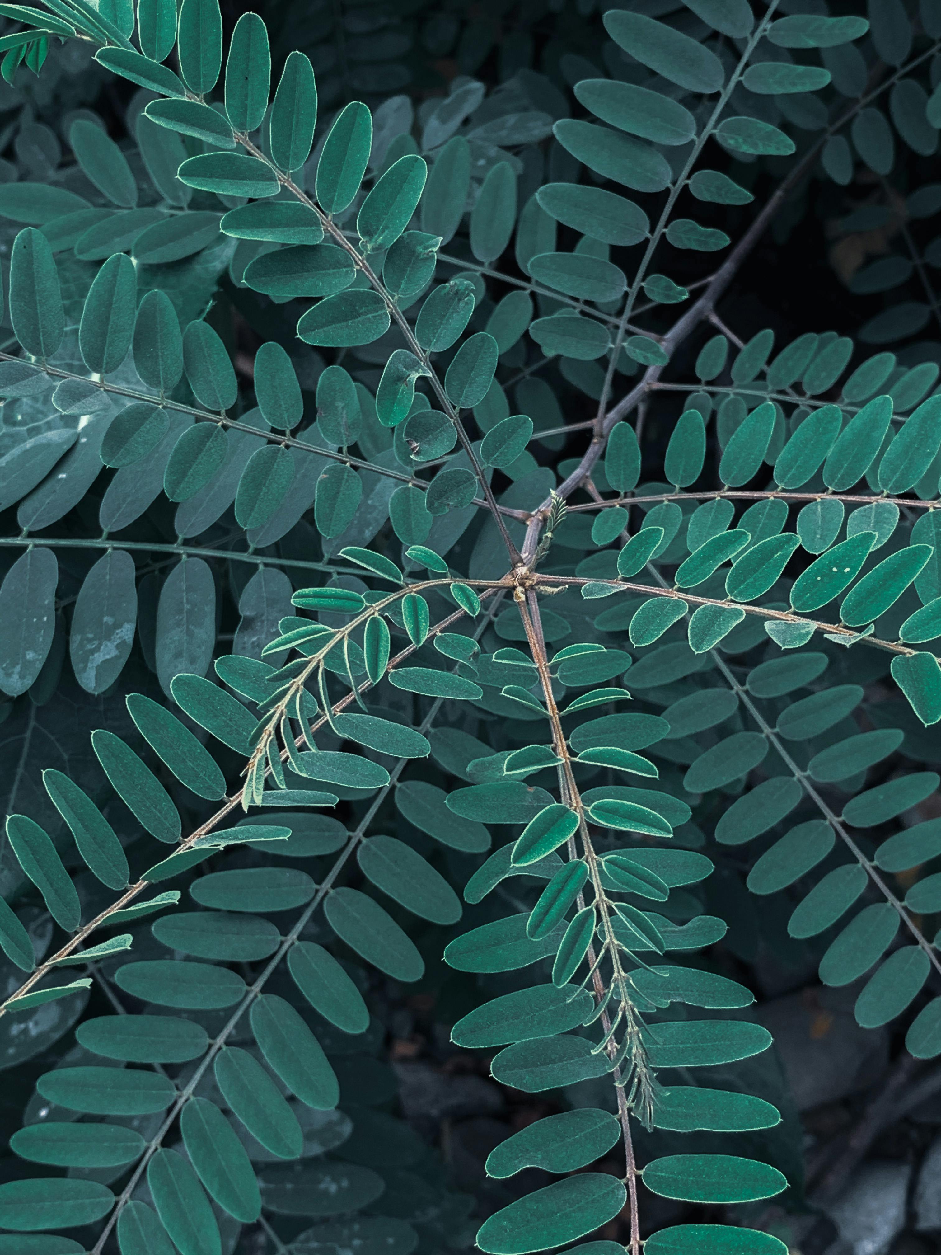 Green branch of plant in nature · Free Stock Photo