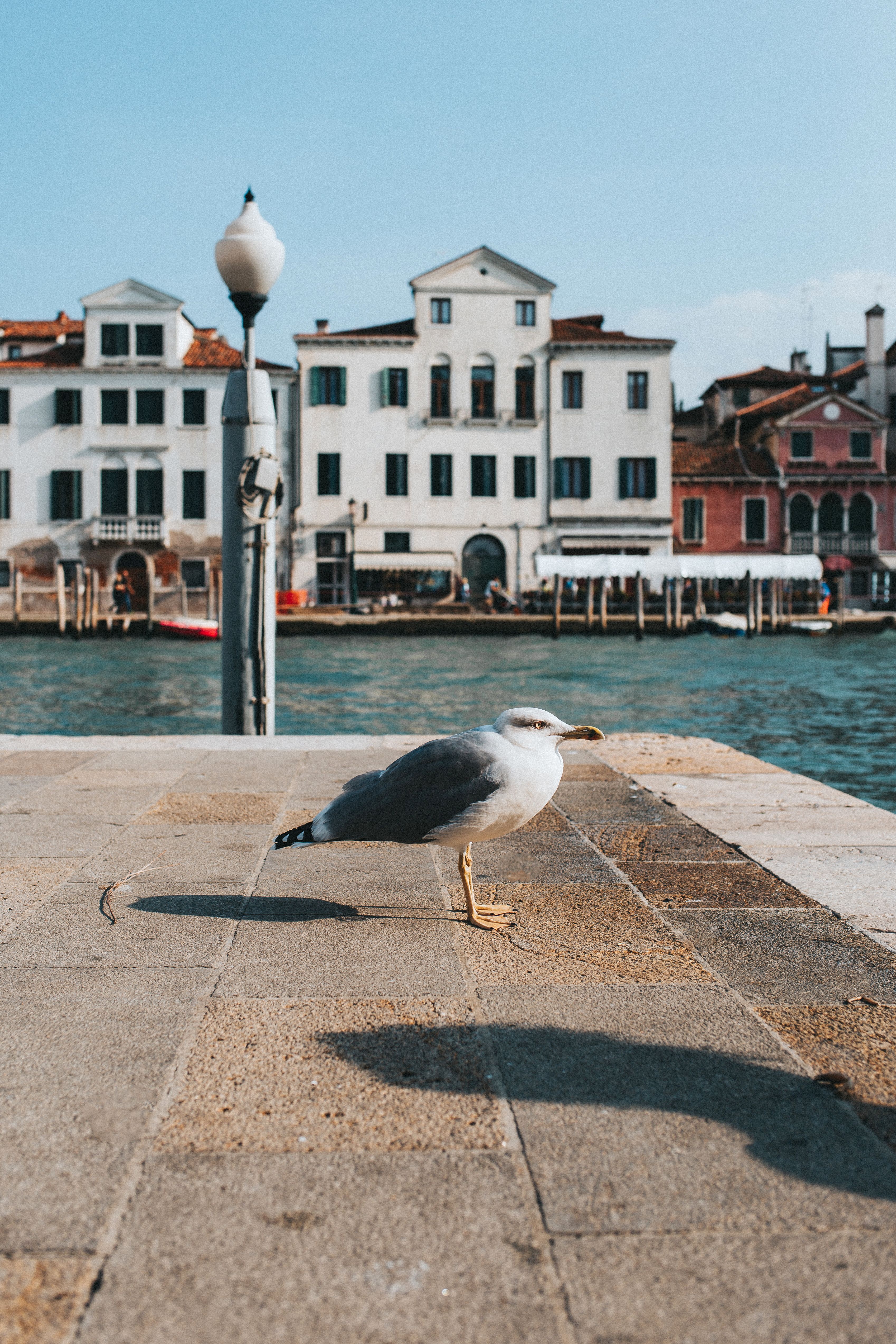 Venice Animation Photos, Download The BEST Free Venice Animation Stock ...