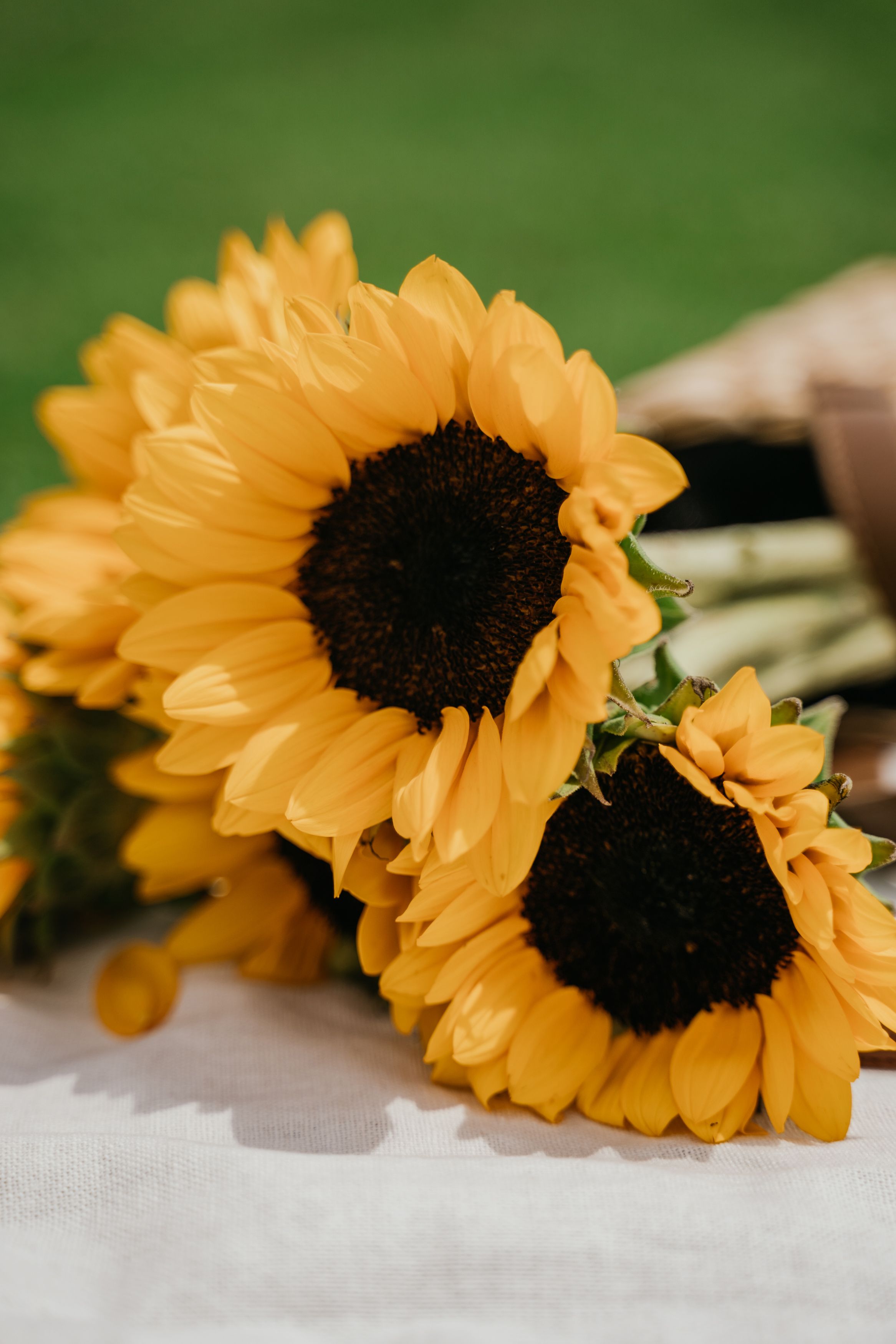 Sunflowers Photos, Download The BEST Free Sunflowers Stock Photos & HD ...