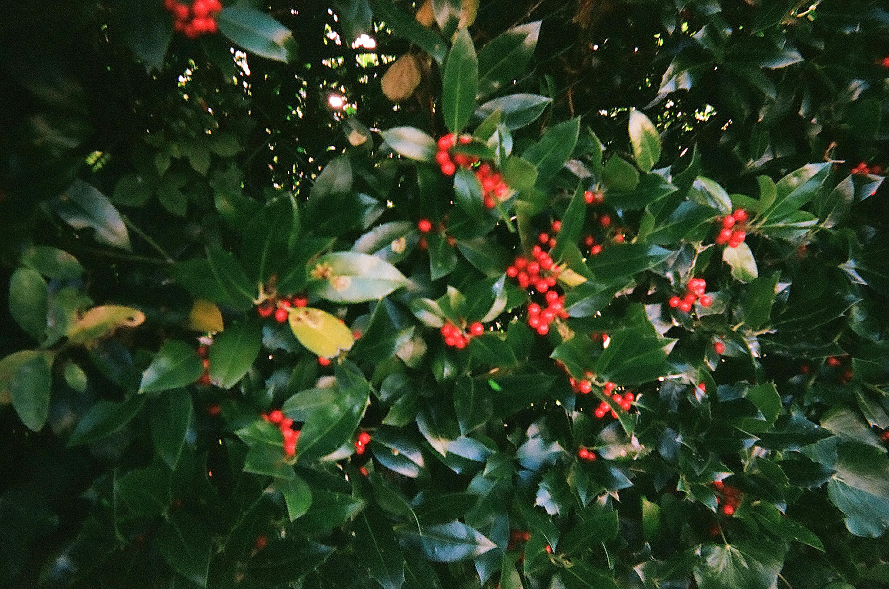 Red Berries with Green Leaves · Free Stock Photo
