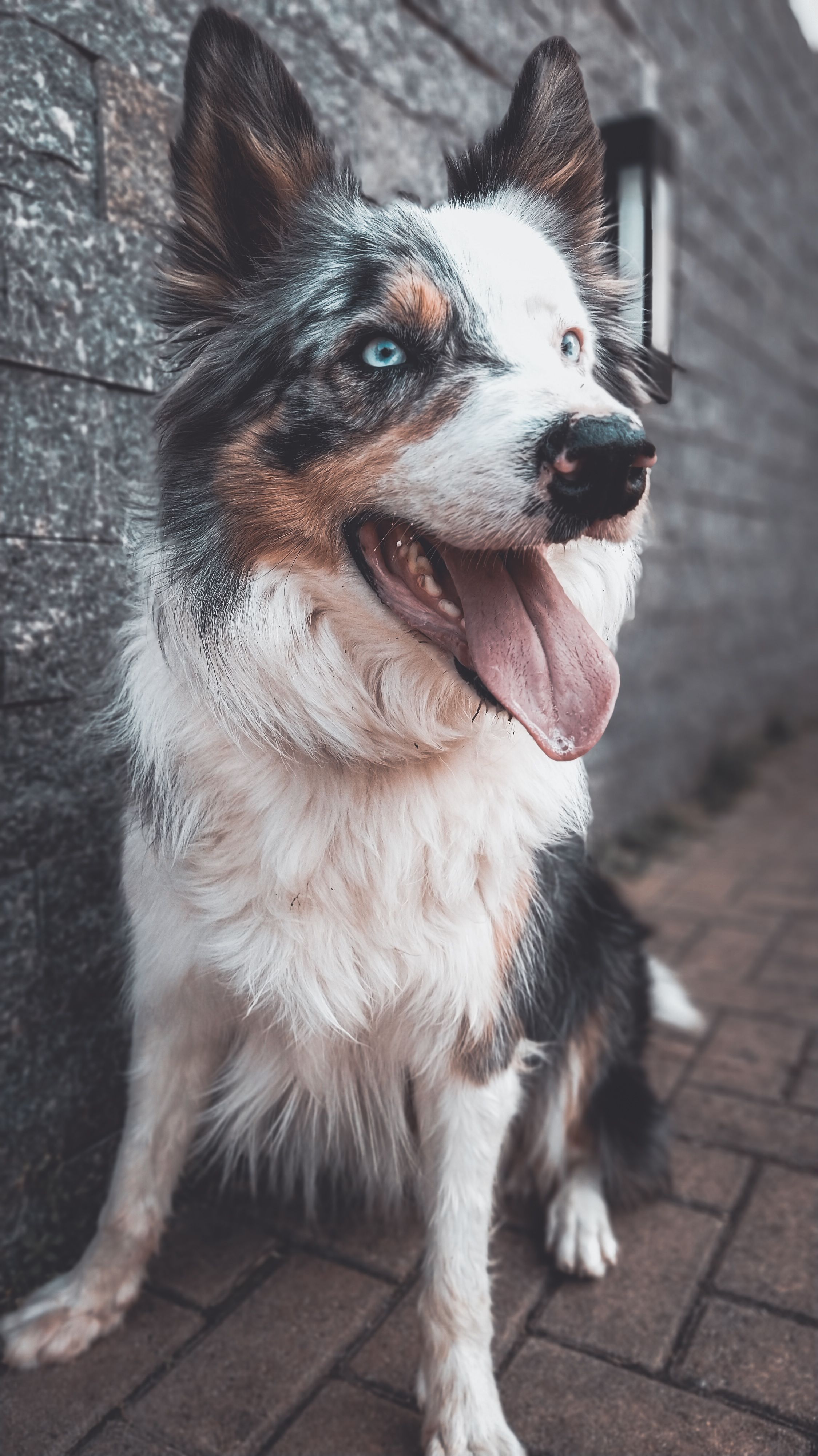 A Black and White Border Collie Barking · Free Stock Photo