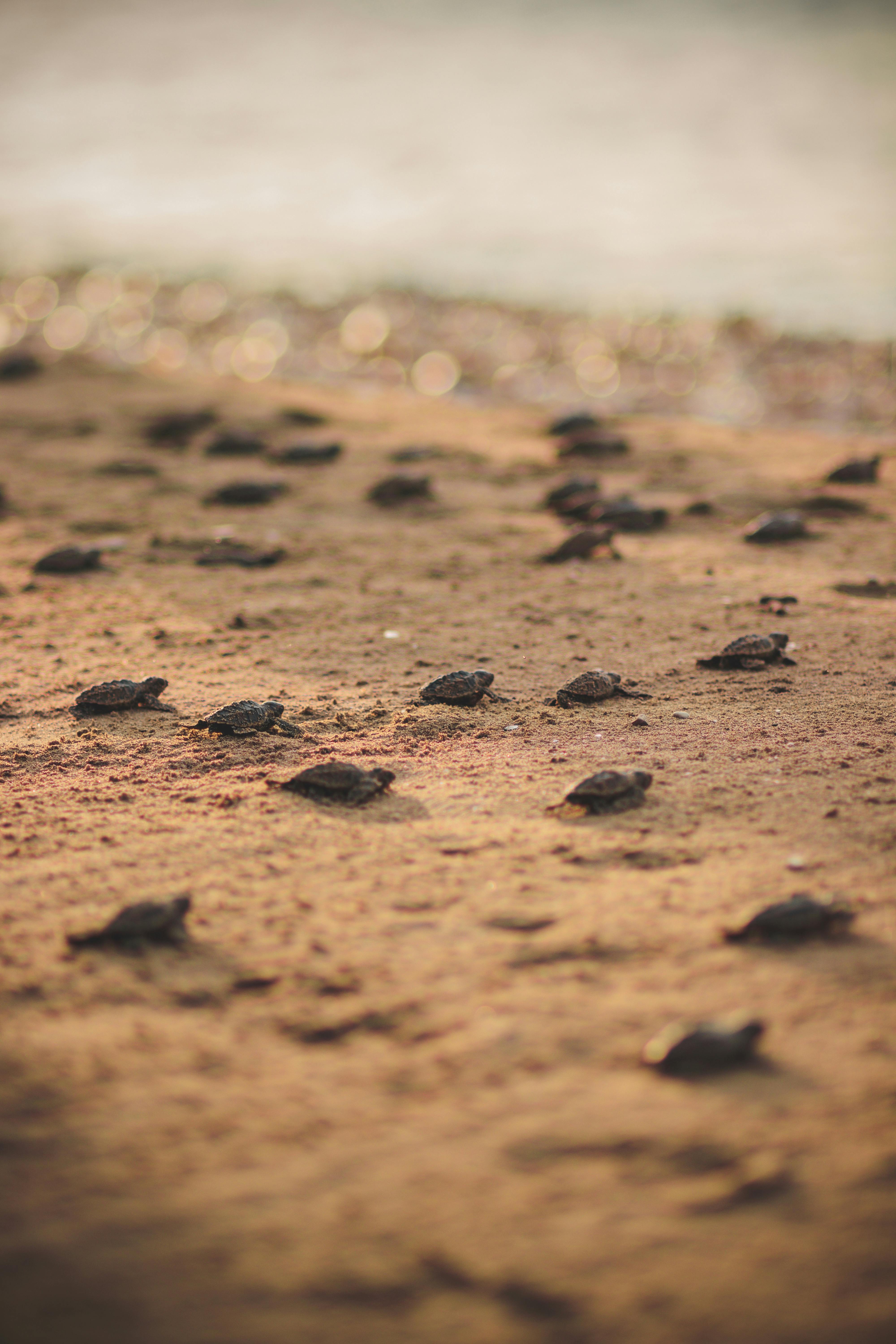 30+ Best Hatch Photos · 100% Free Download · Pexels Stock Photos