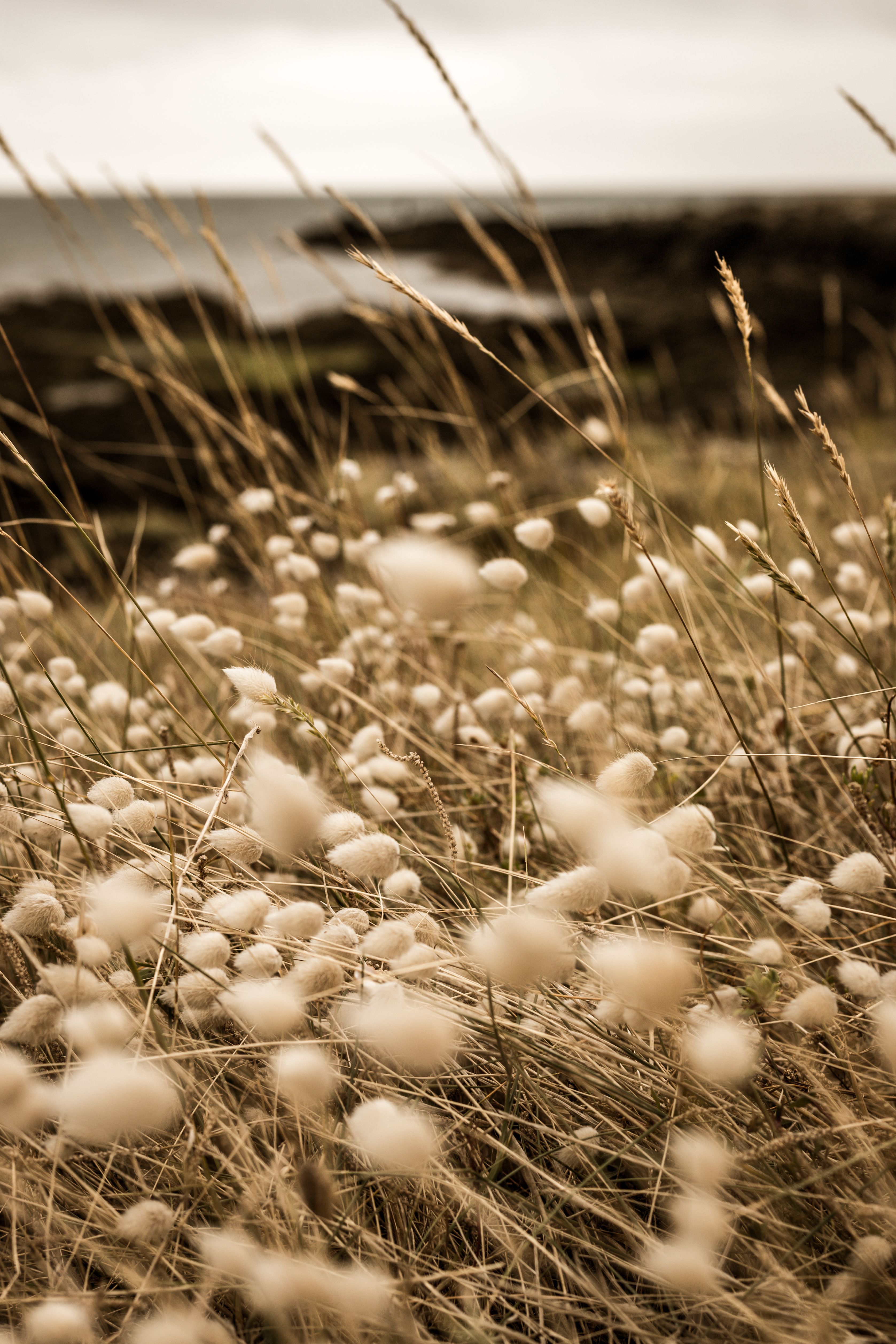 Brown Wildflowers Photos, Download The BEST Free Brown Wildflowers ...