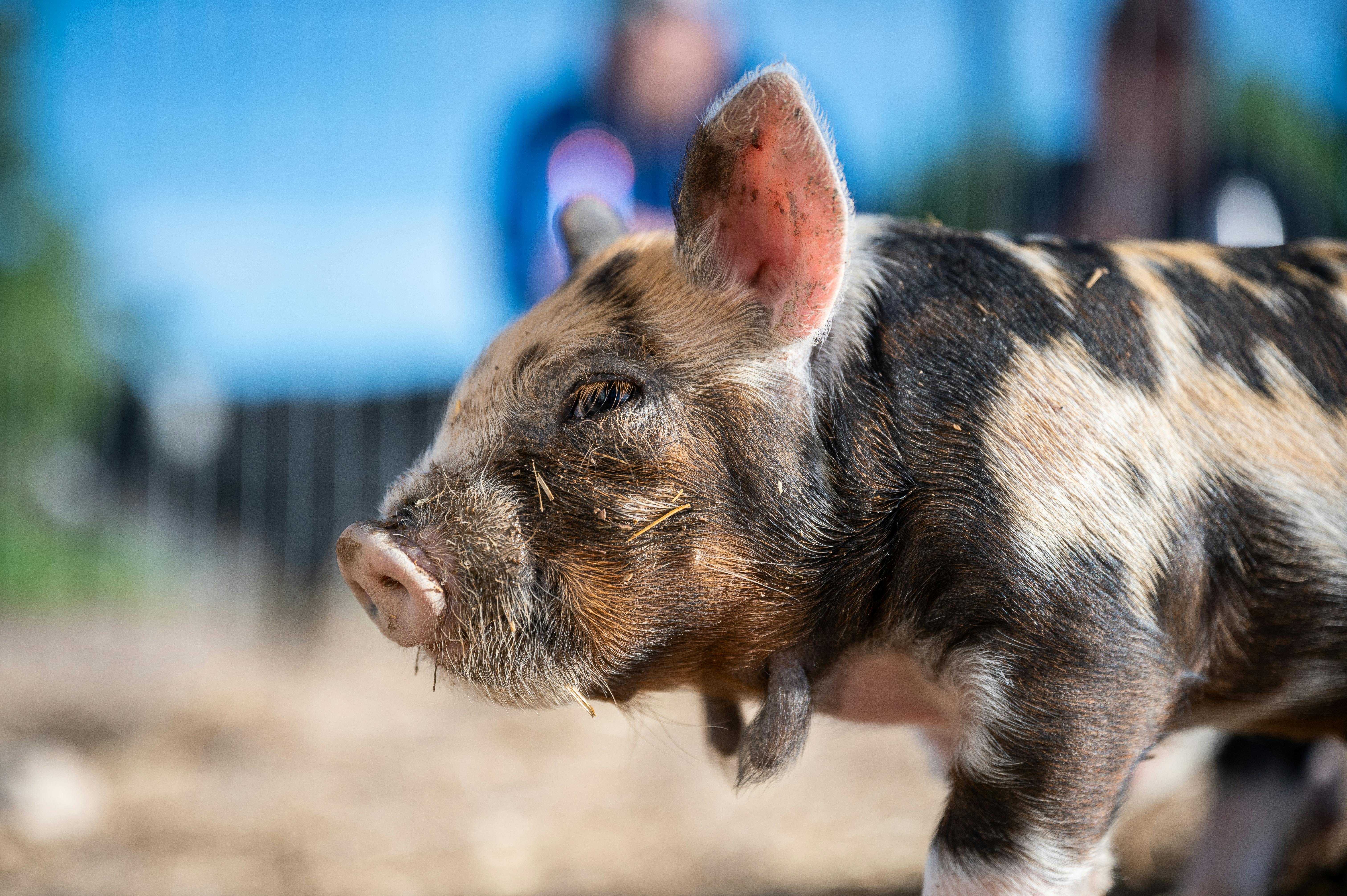 Adorable piggy standing in sunny countryside · Free Stock Photo