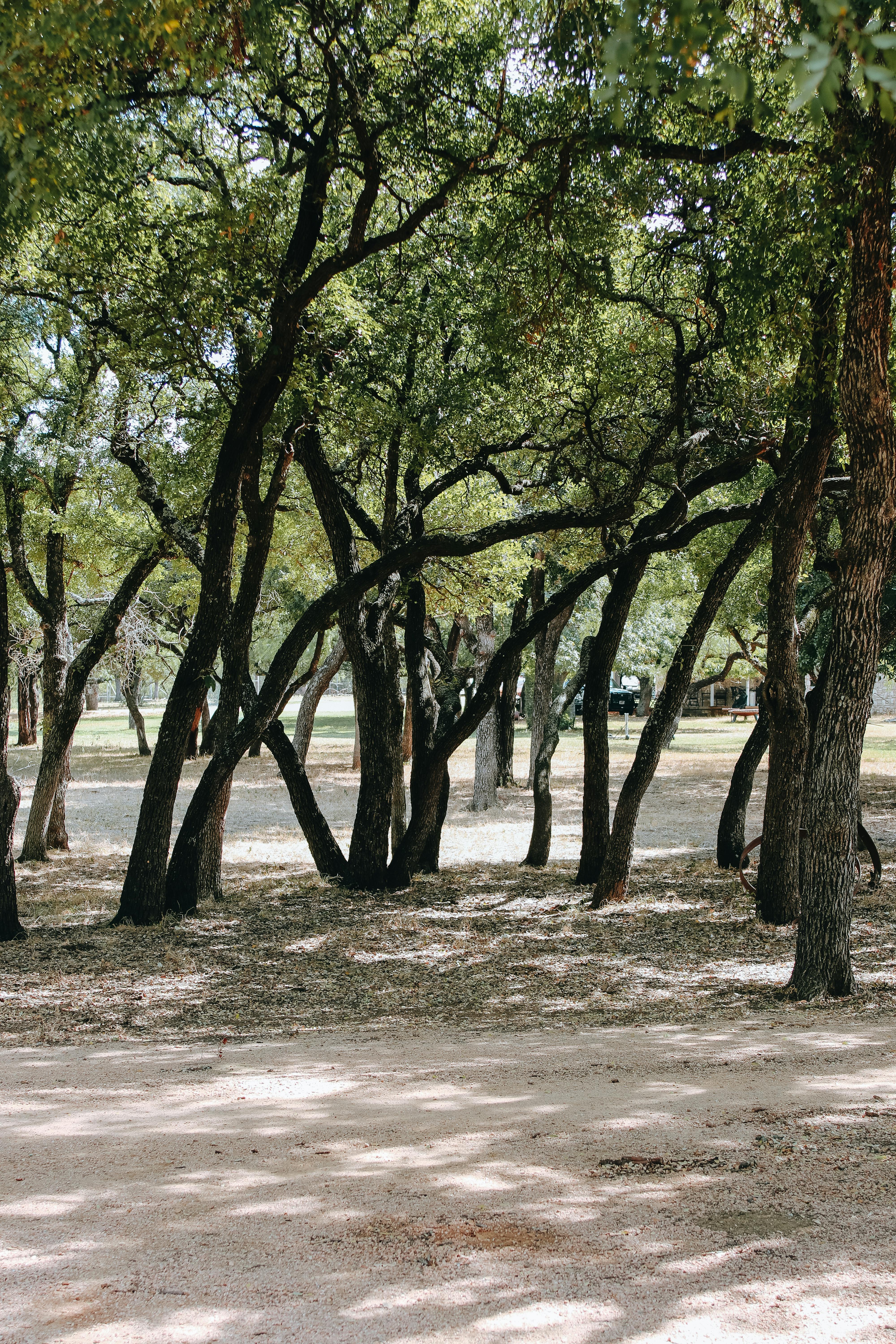 Trees with curvy trunks and lush foliage · Free Stock Photo