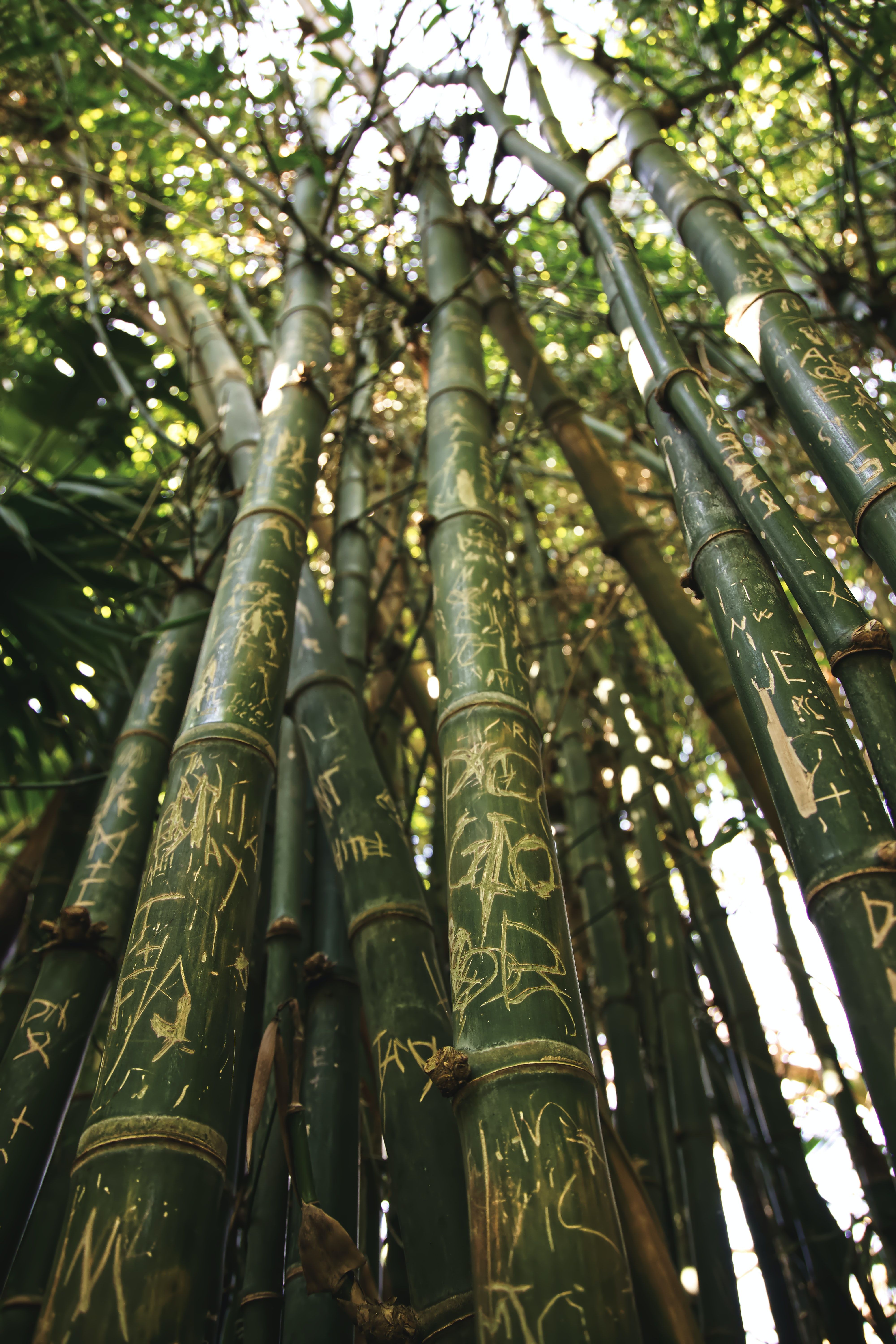 Bamboo Grass · Free Stock Photo