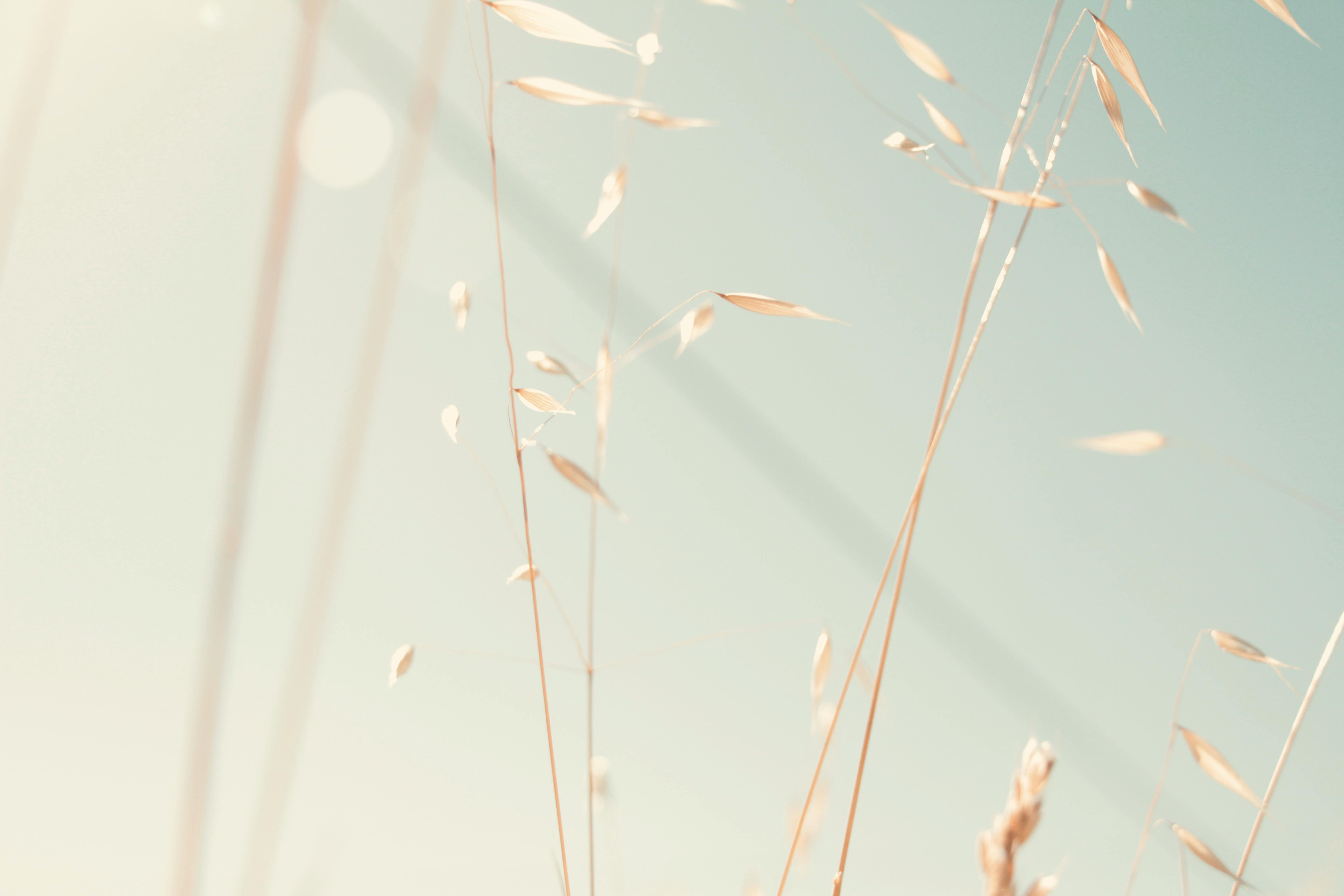 Bokeh Photography of Beige Plant · Free Stock Photo