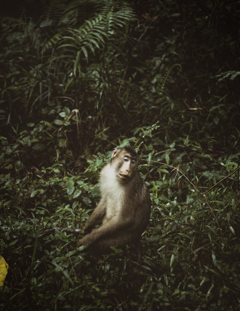 1+ Fotos y Imágenes de Bondo ape walking upright Gratis · Banco de ...