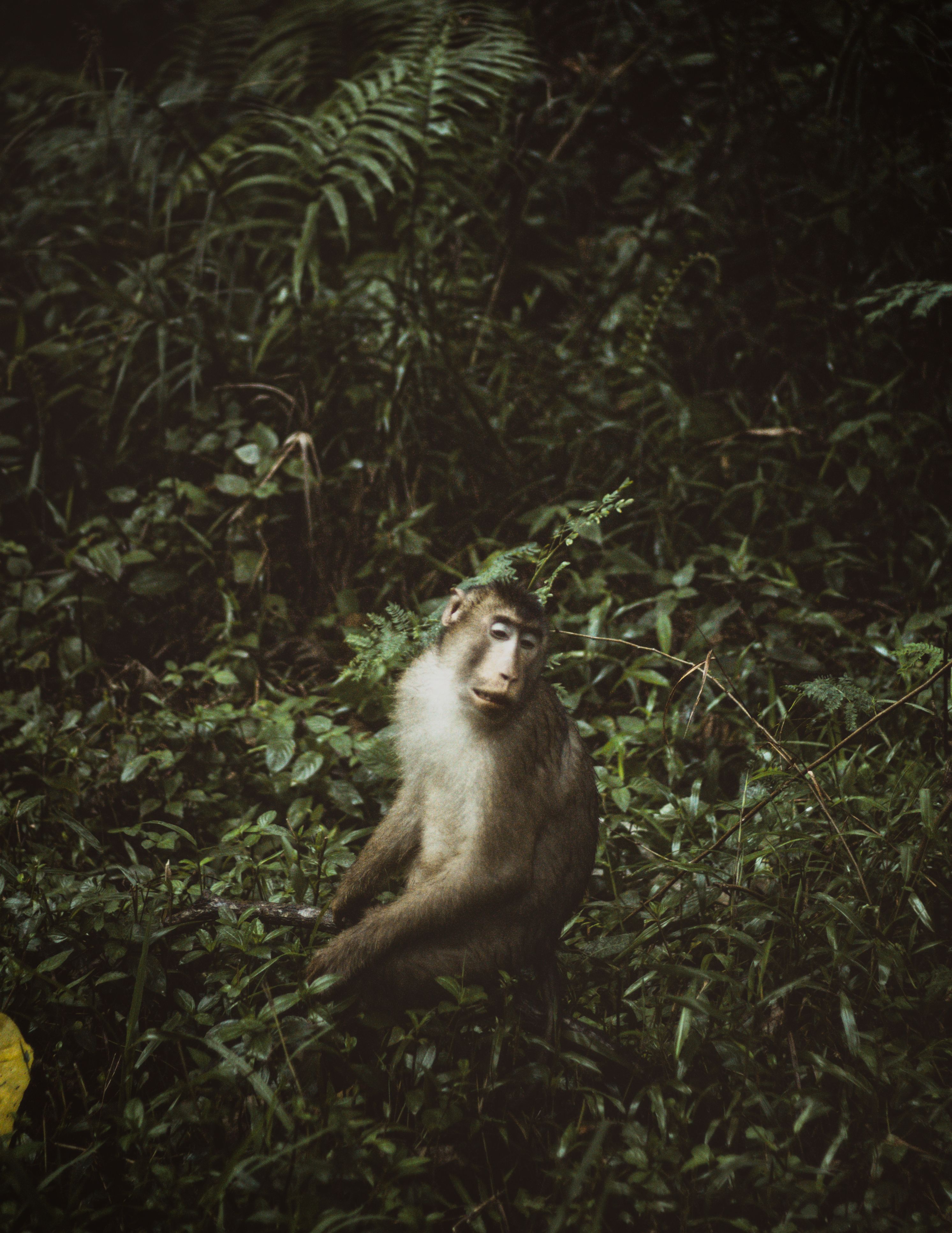 7+ Fotos y Imágenes de Monkey Gratis · Banco de Fotos Gratis