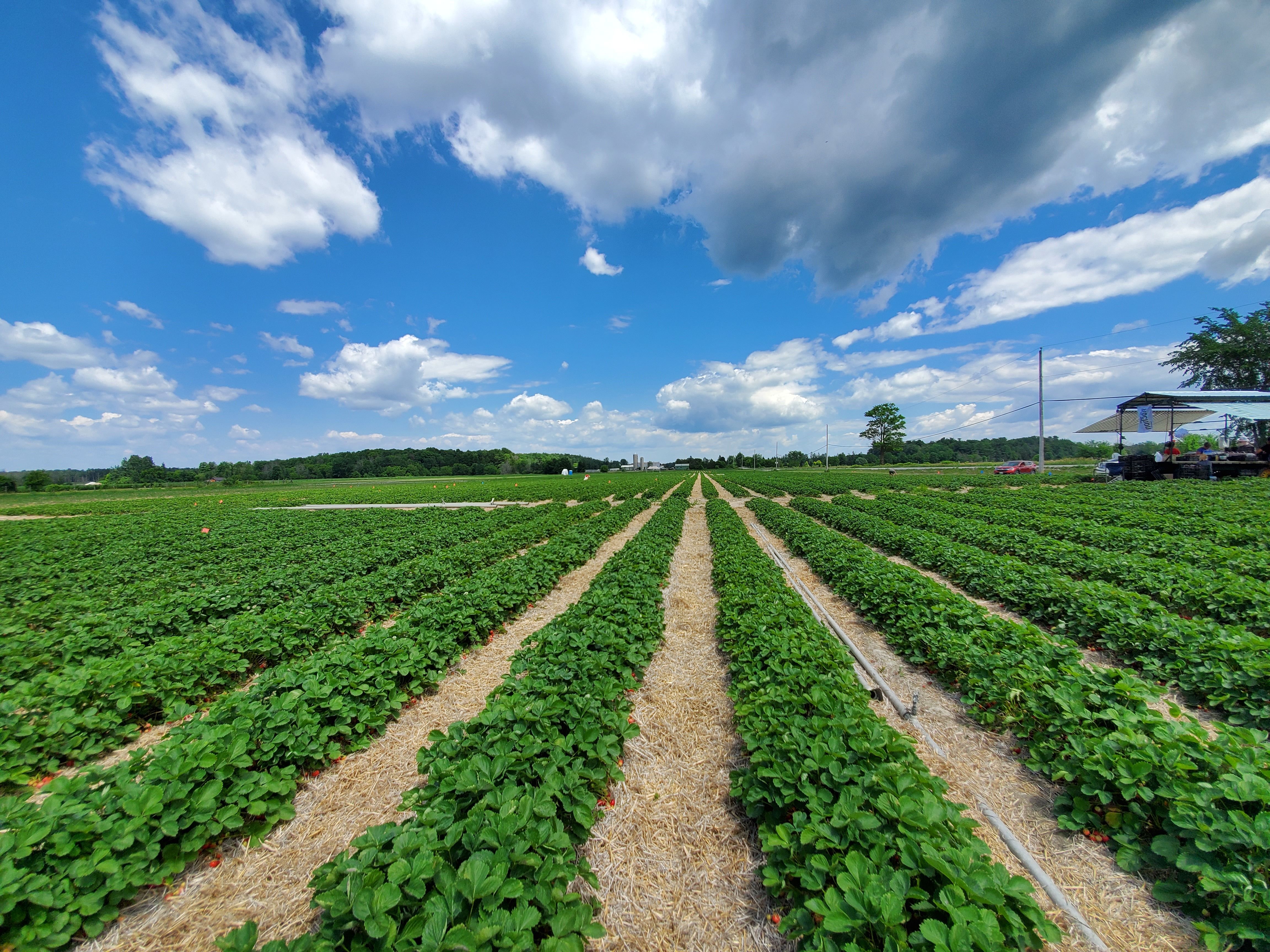 Cropland in Countryside · Free Stock Photo