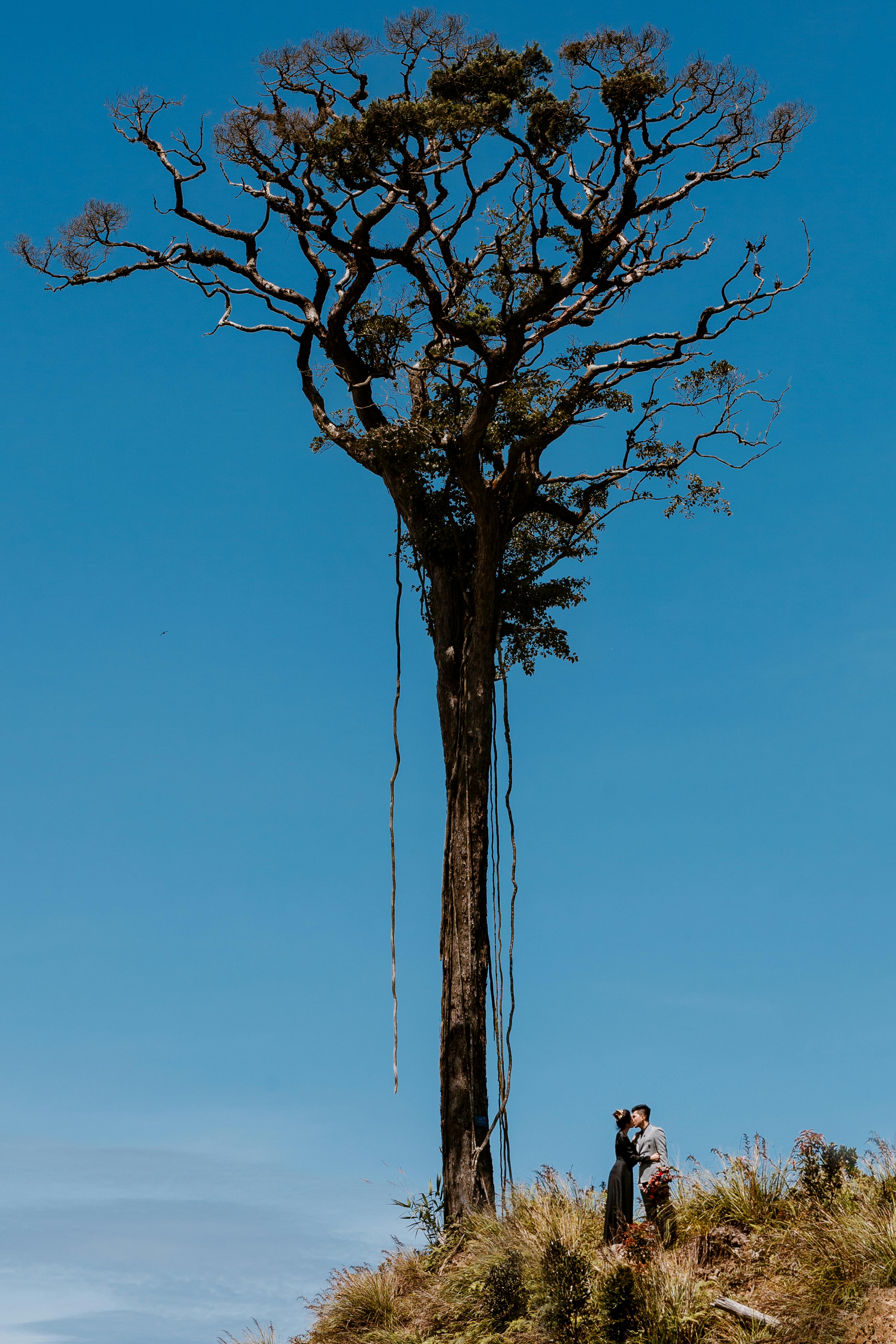 Distant couple under huge tree on slope · Free Stock Photo