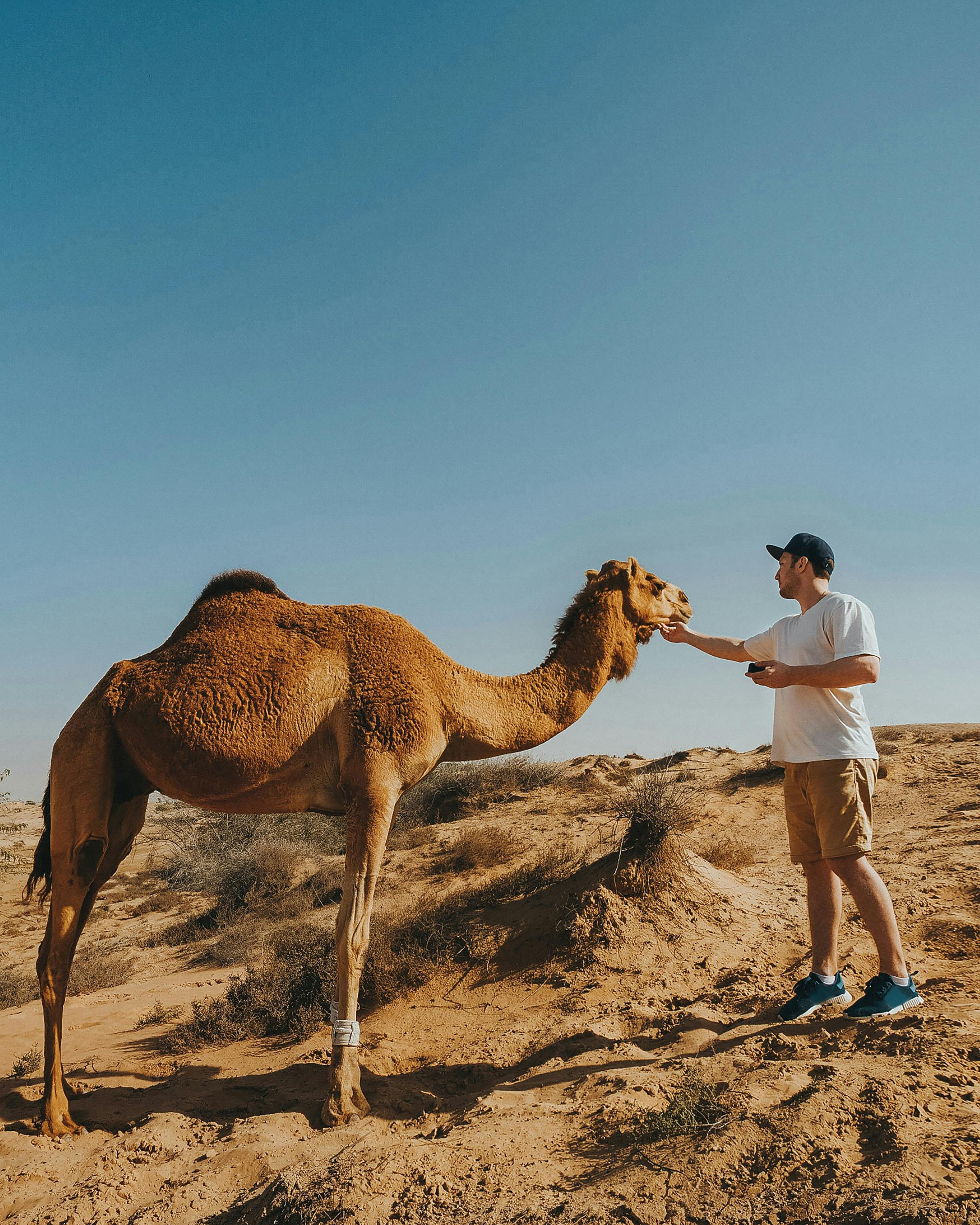 A Man in White Shirt Standing Beside Brown Camel · Free Stock Photo