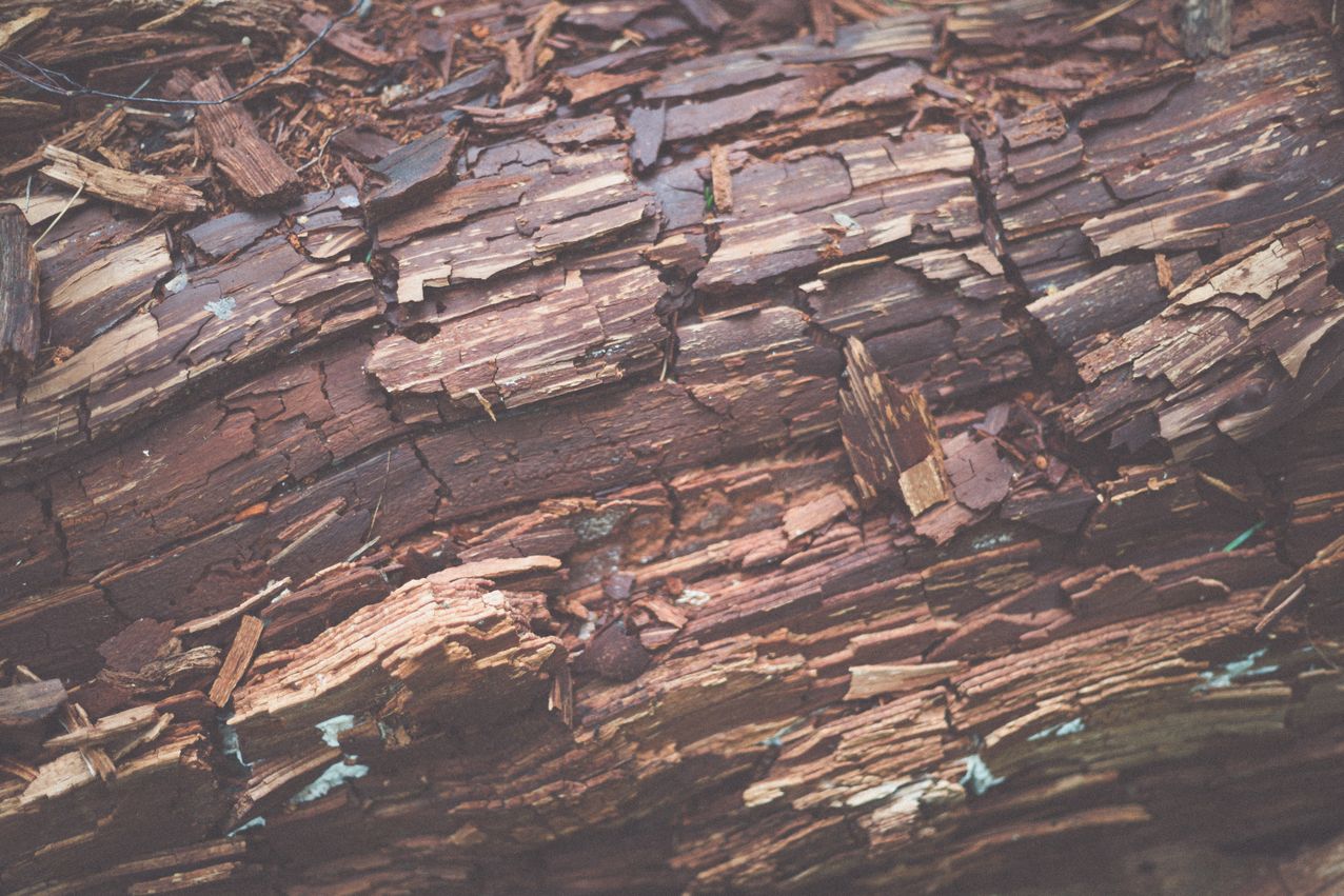 Does car insurance cover tree damage? Full guide 2024