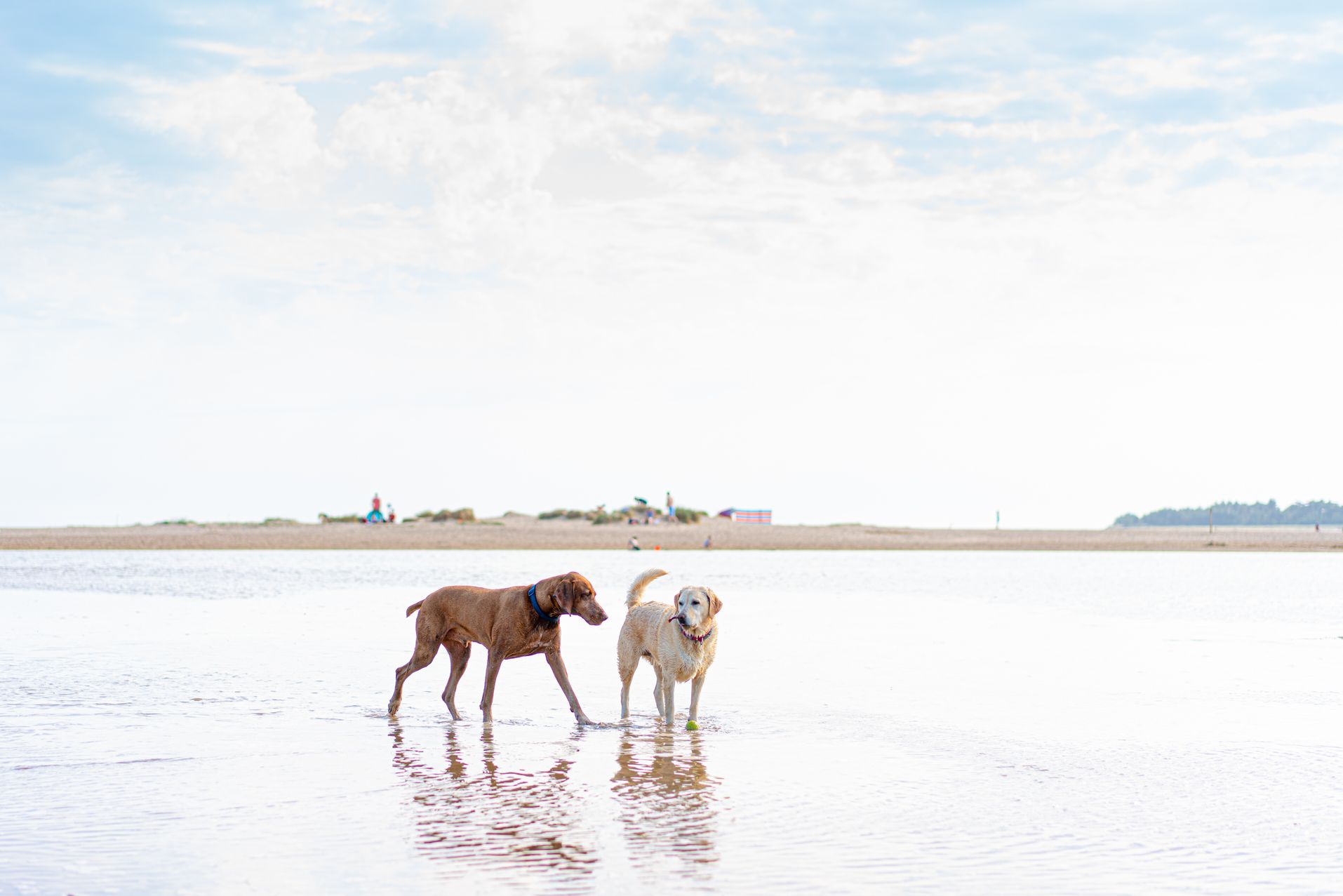 Domestication in Dogs: How They Adapted to Human Life