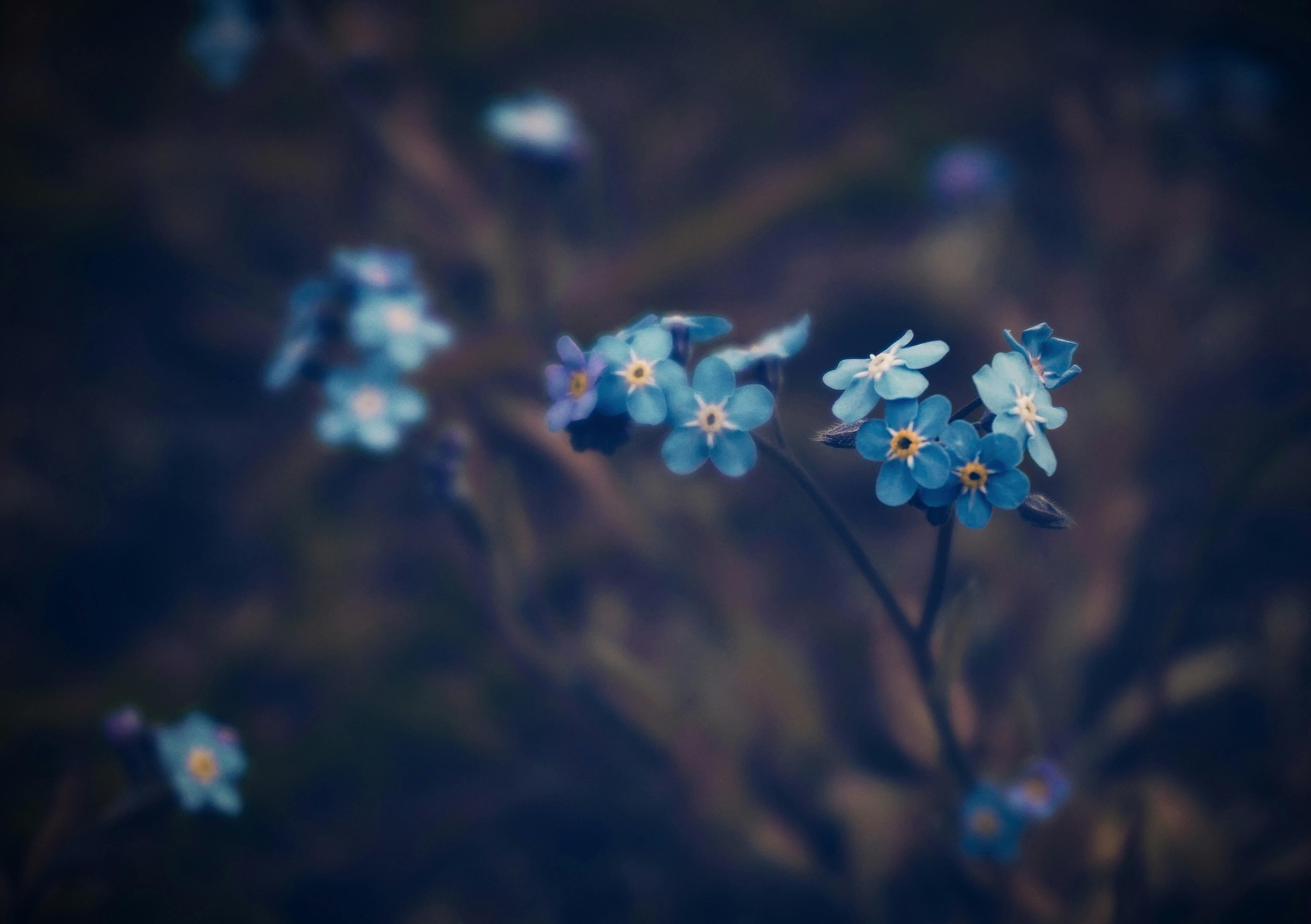 Close Up Photo of Blue Flowers · Free Stock Photo