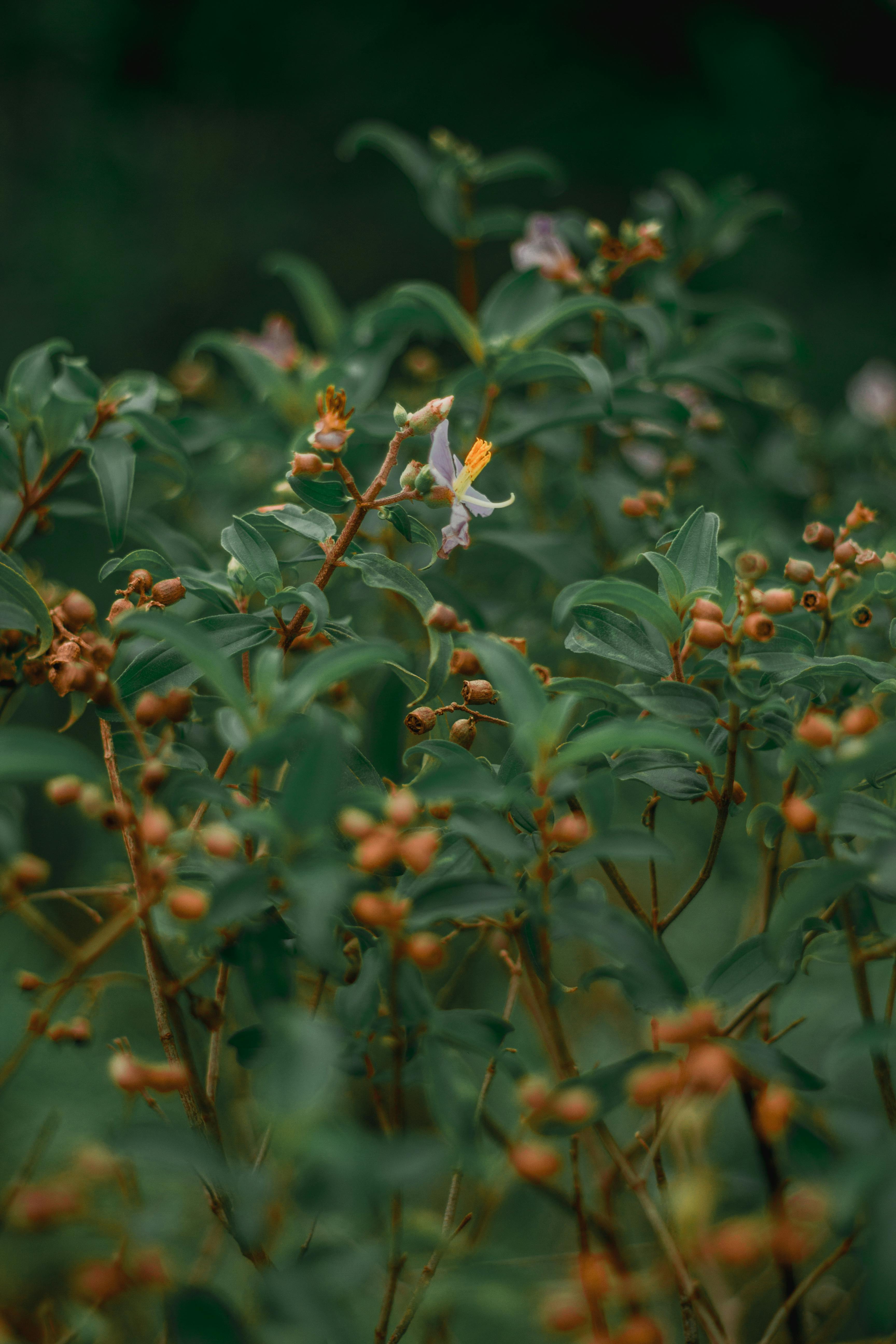 Green Plants in Nature · Free Stock Photo