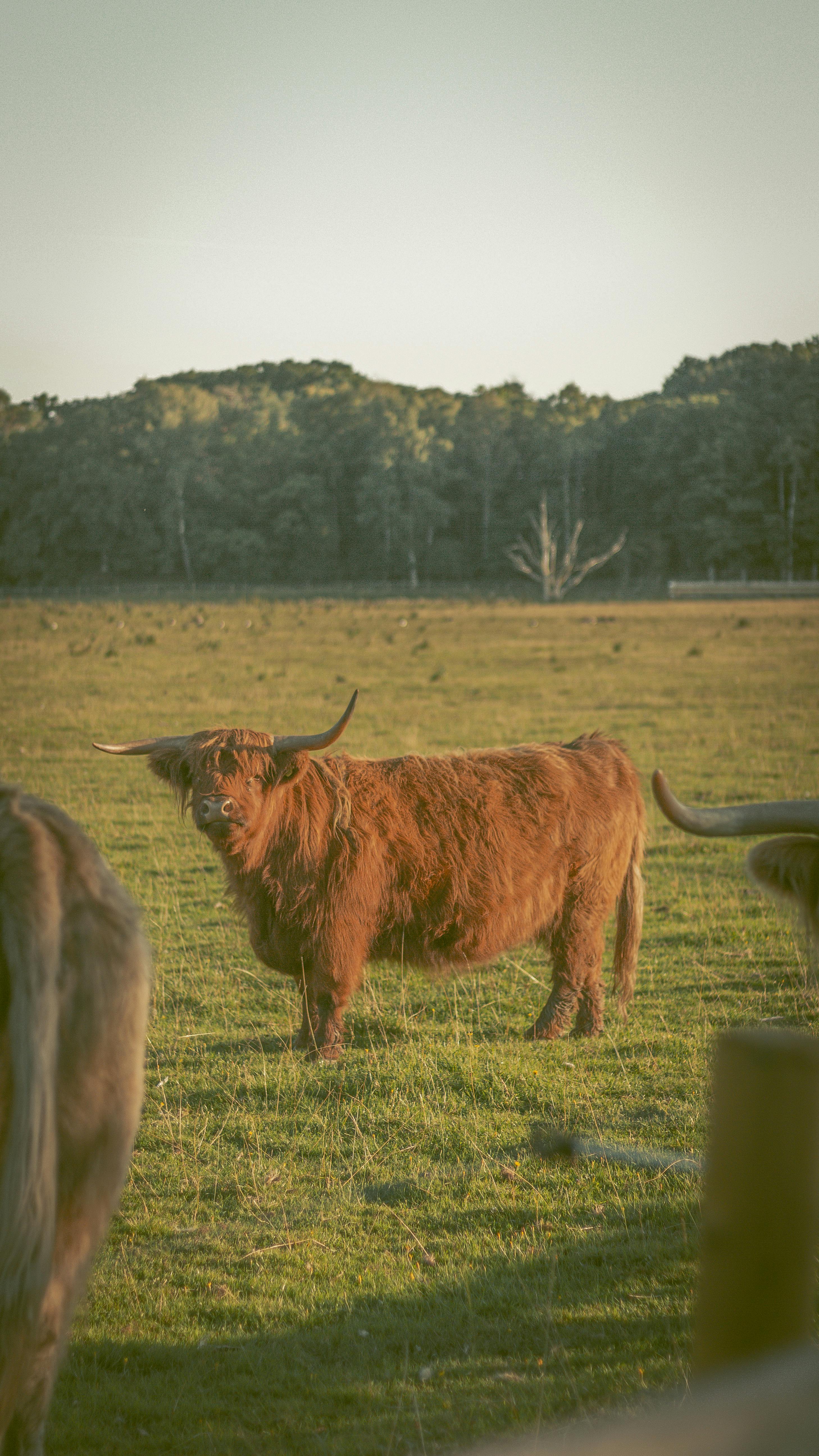 Brown Cattle · Free Stock Photo