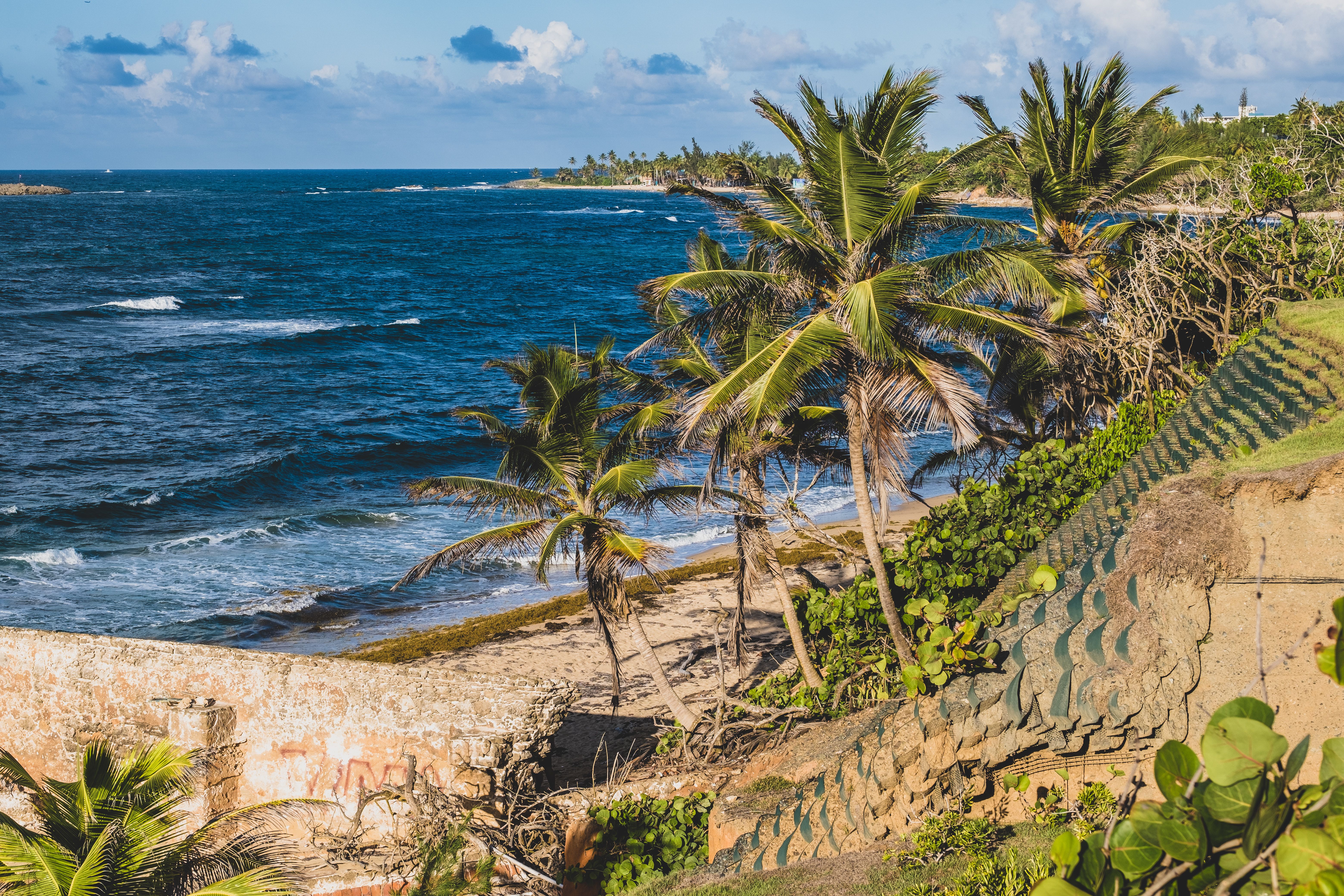 Green Palm Trees on the Shore of a Beach · Free Stock Photo