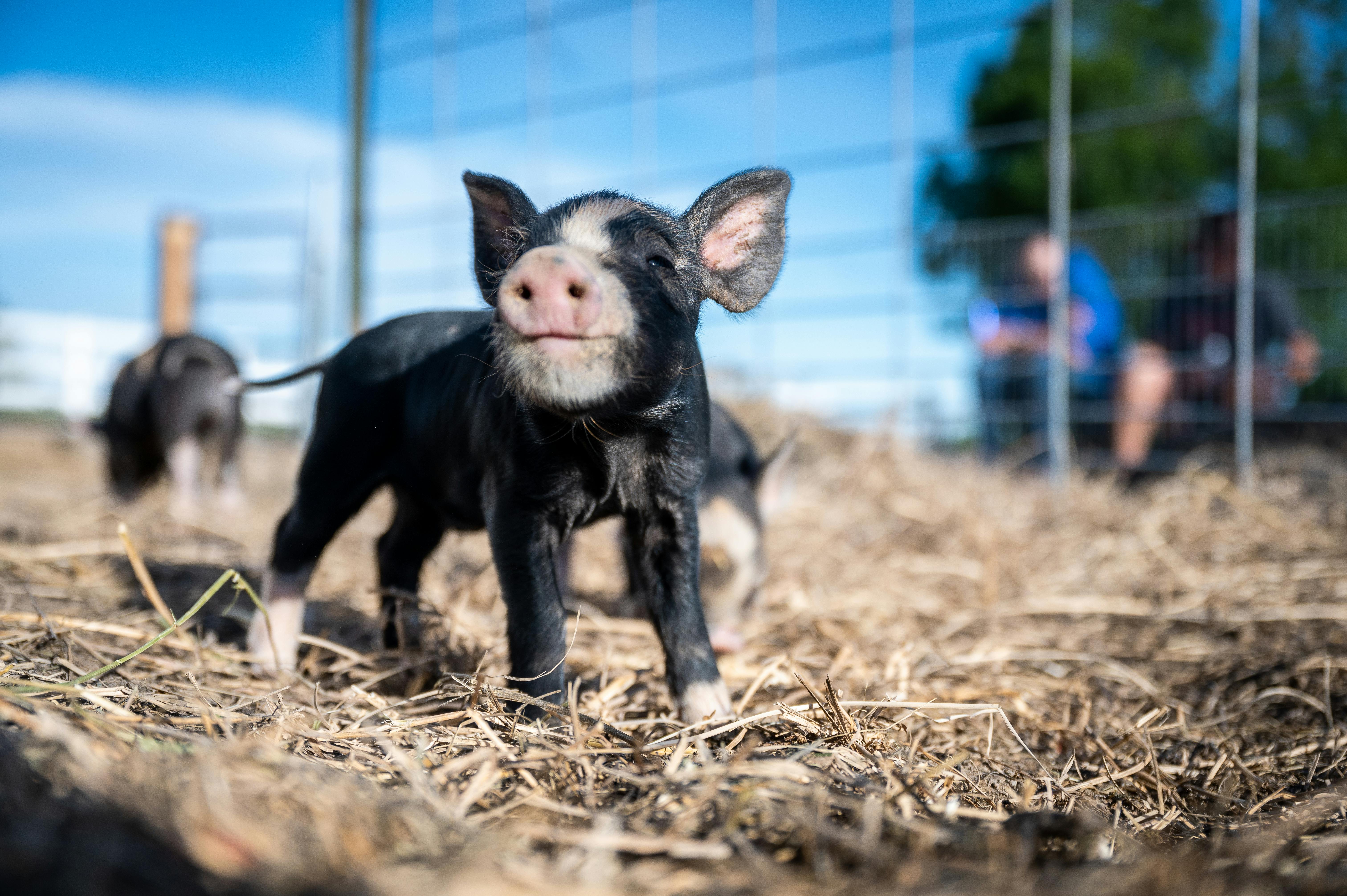 Brown, black and white piglets playing in enclosure · Free Stock Photo