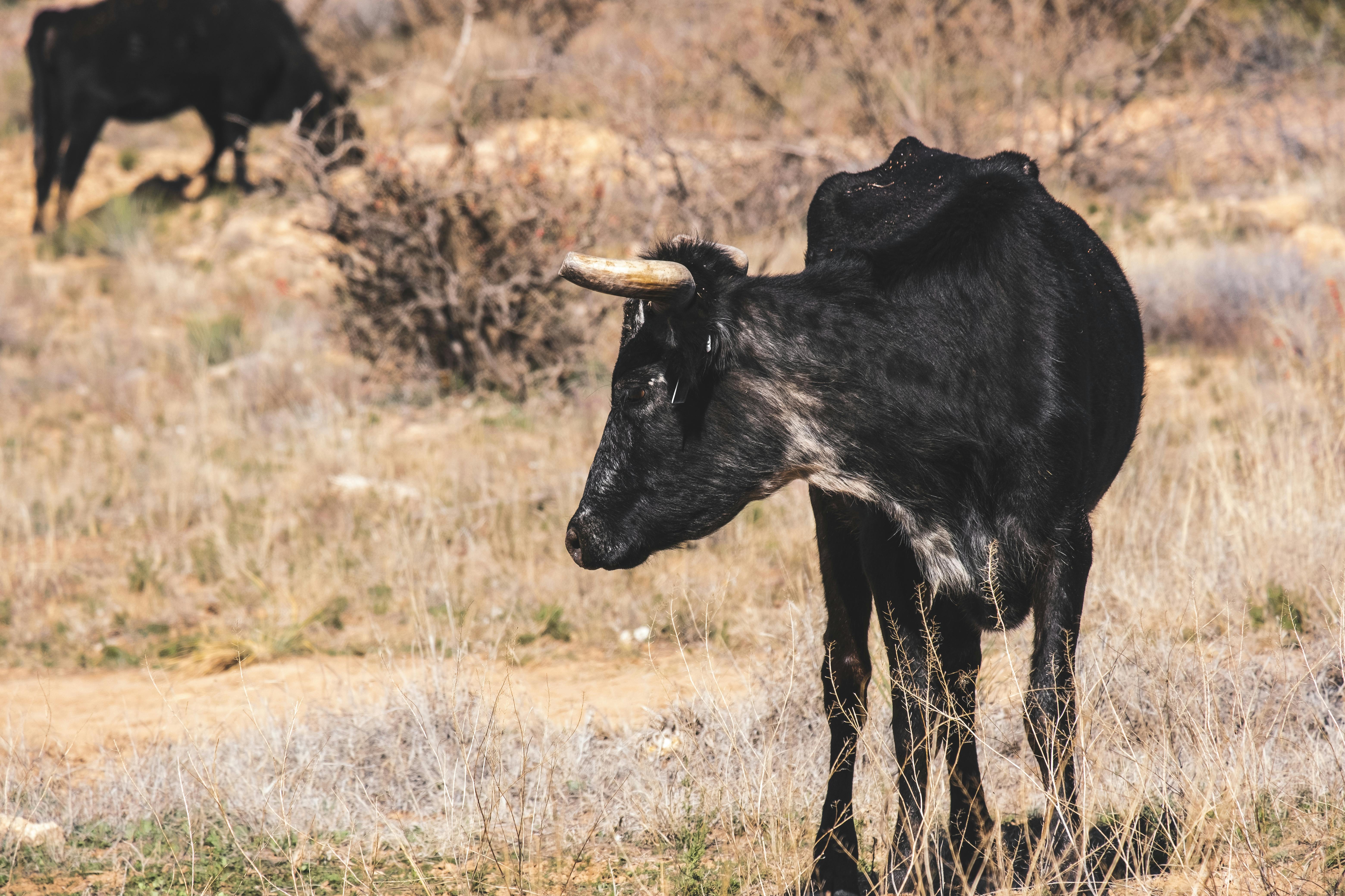 Black Cow Photos, Download The BEST Free Black Cow Stock Photos & HD Images
