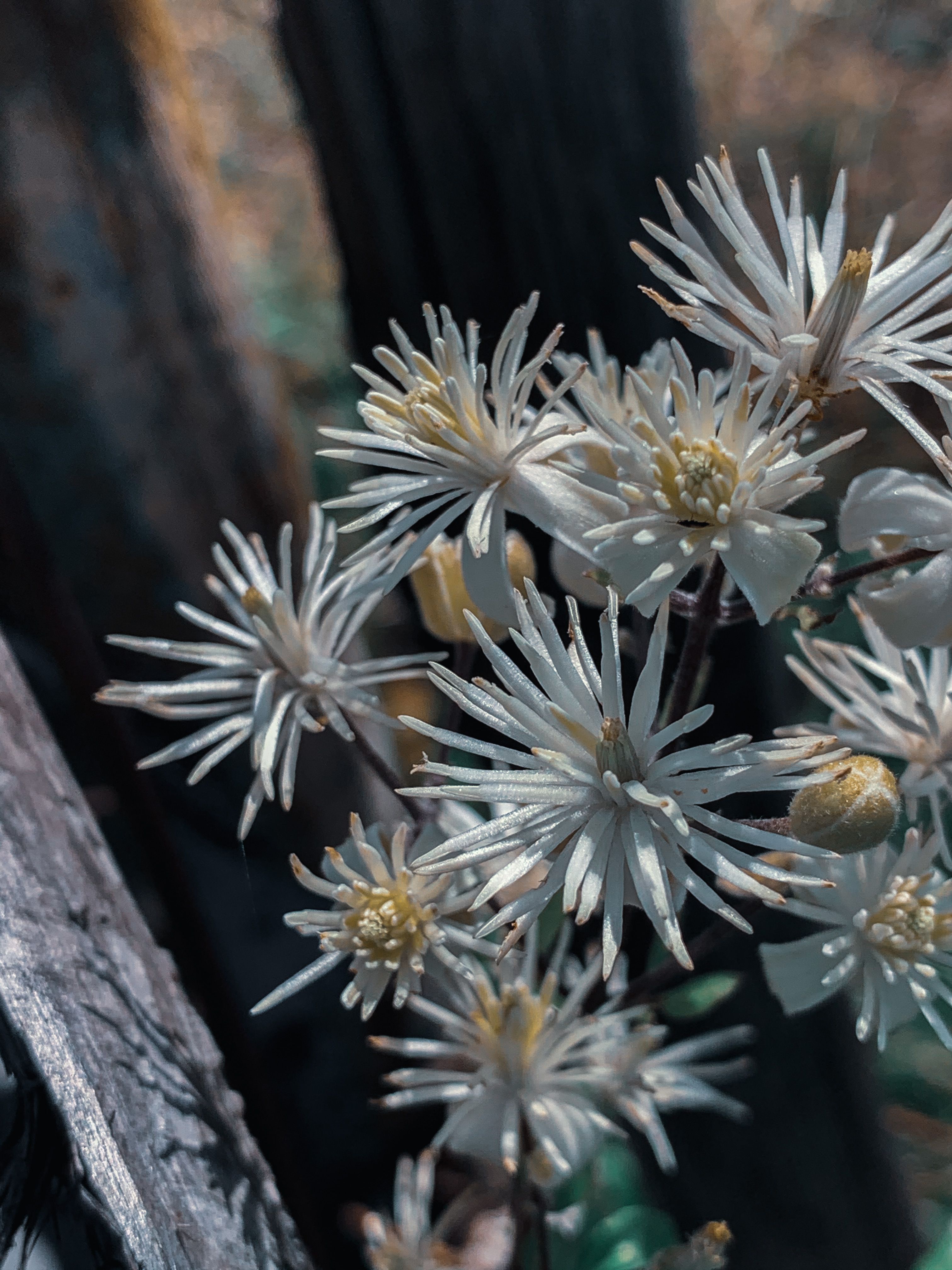 Gentle blooming plant with thin petals · Free Stock Photo