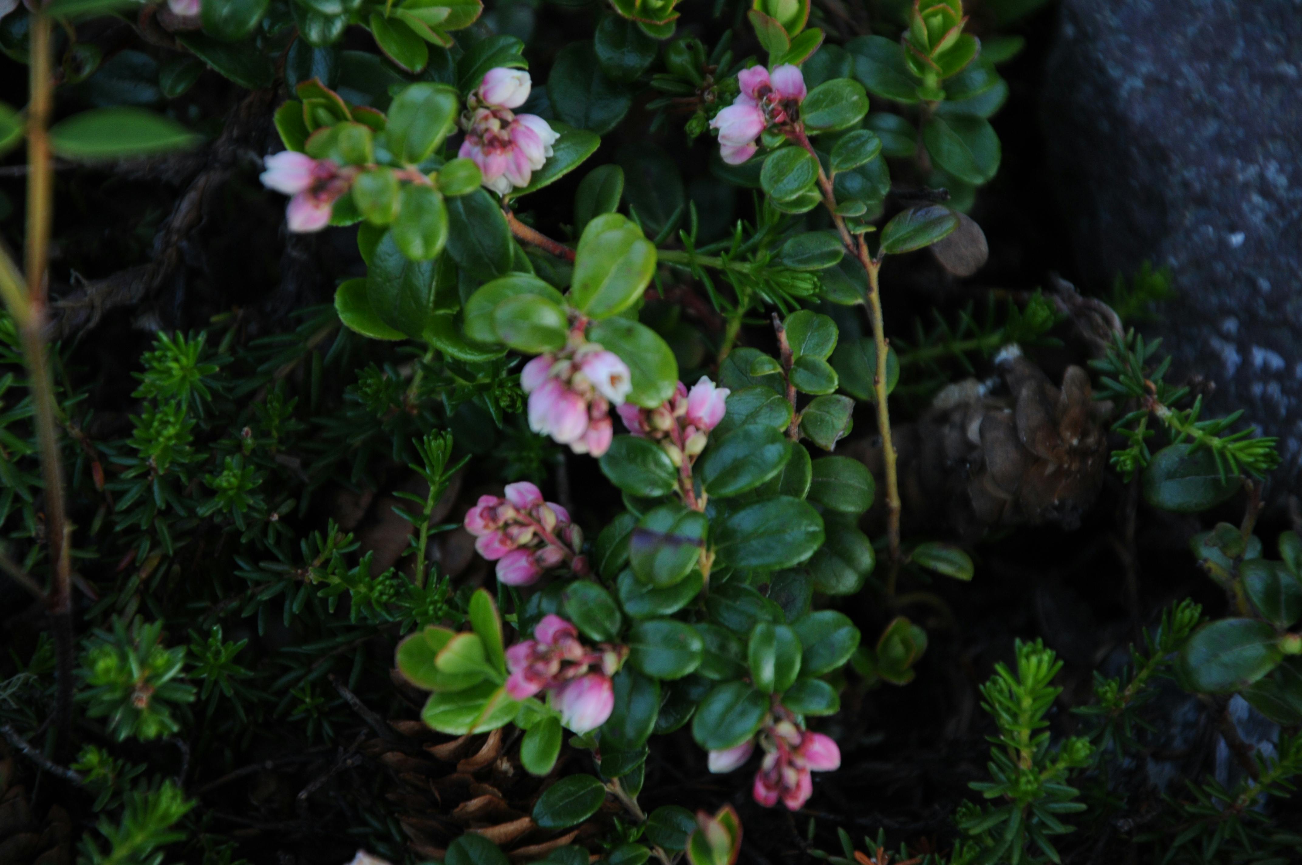 Nicholas Johnston - Photographie