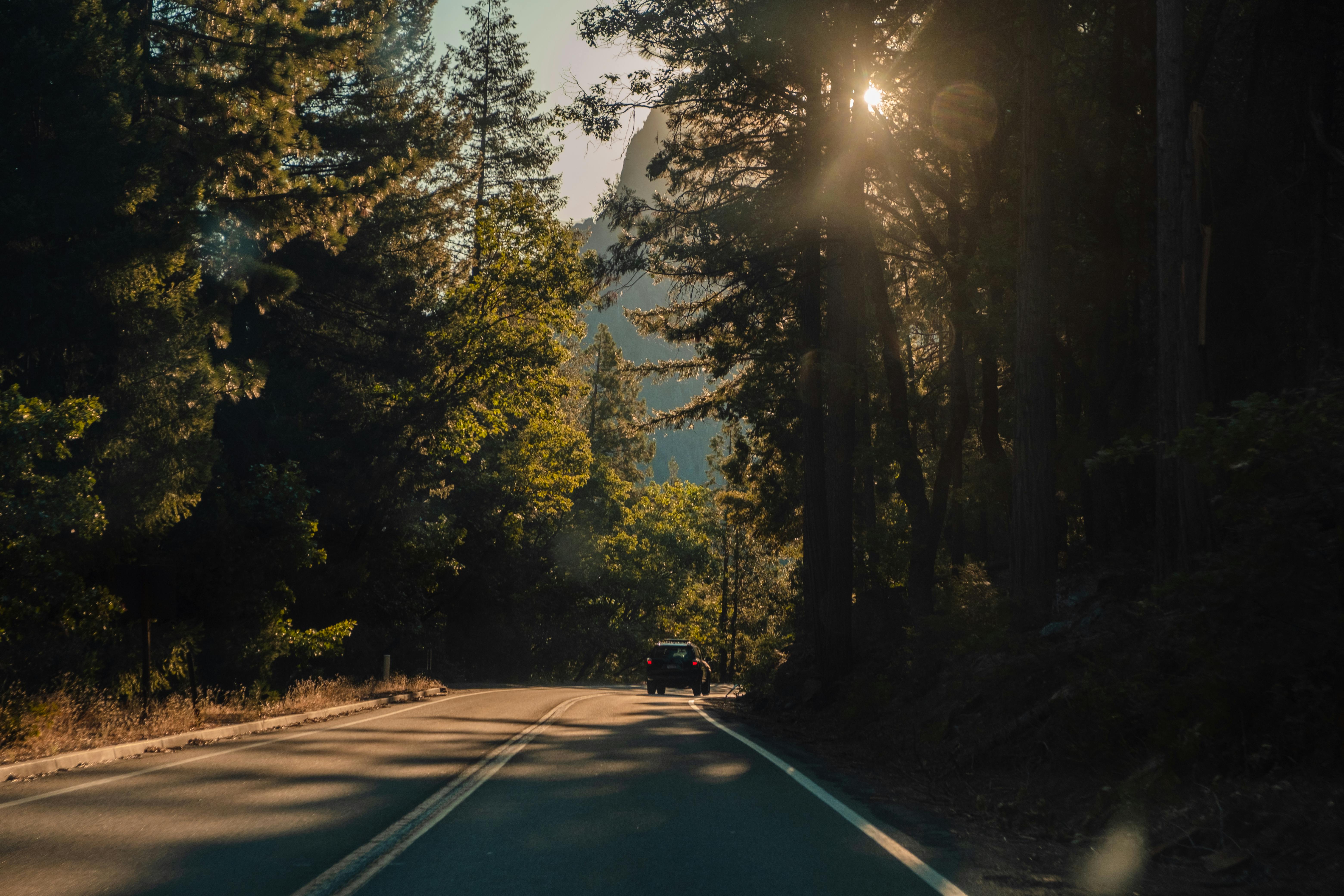 Black Car on Road Between Trees · Free Stock Photo