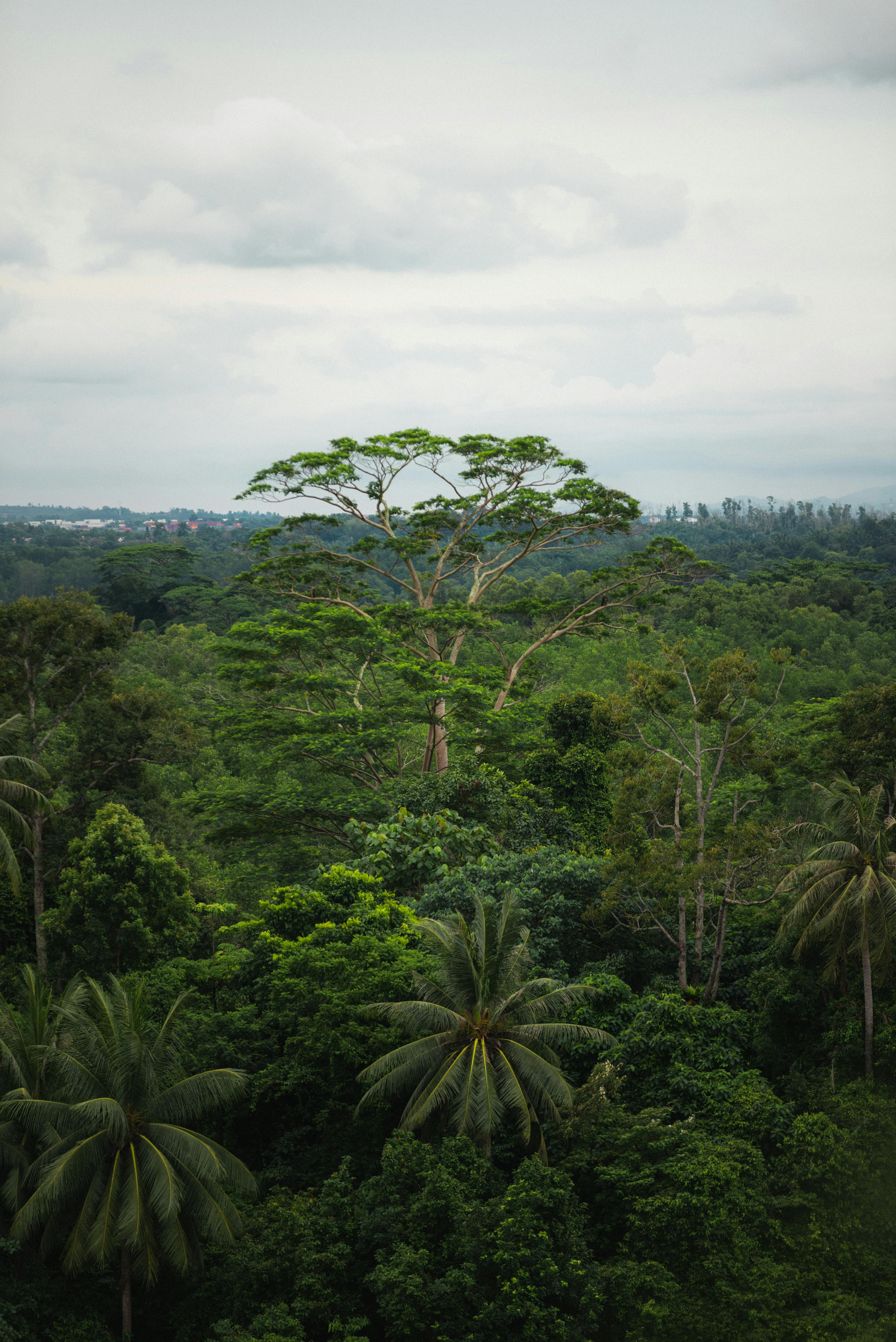 Aerial View of a Jungle · Free Stock Photo