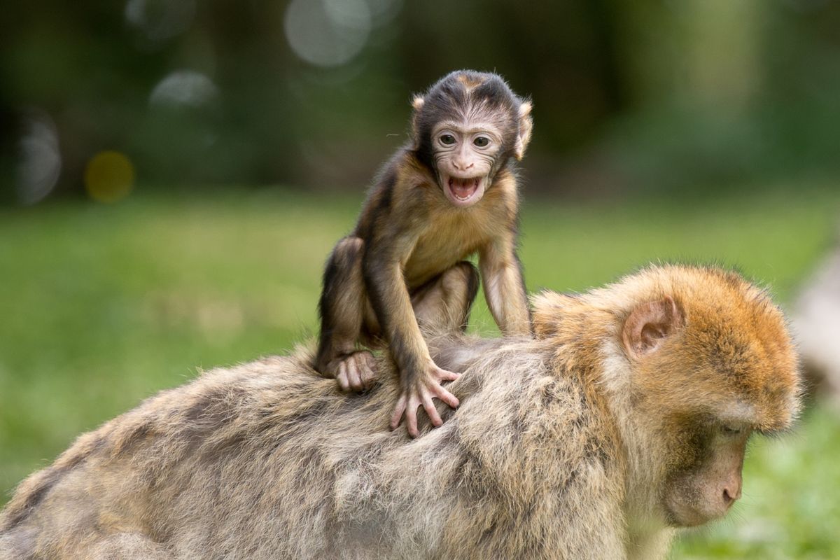 Monkey Sticking Up Middle Finger Photos, Download The BEST Free Monkey ...