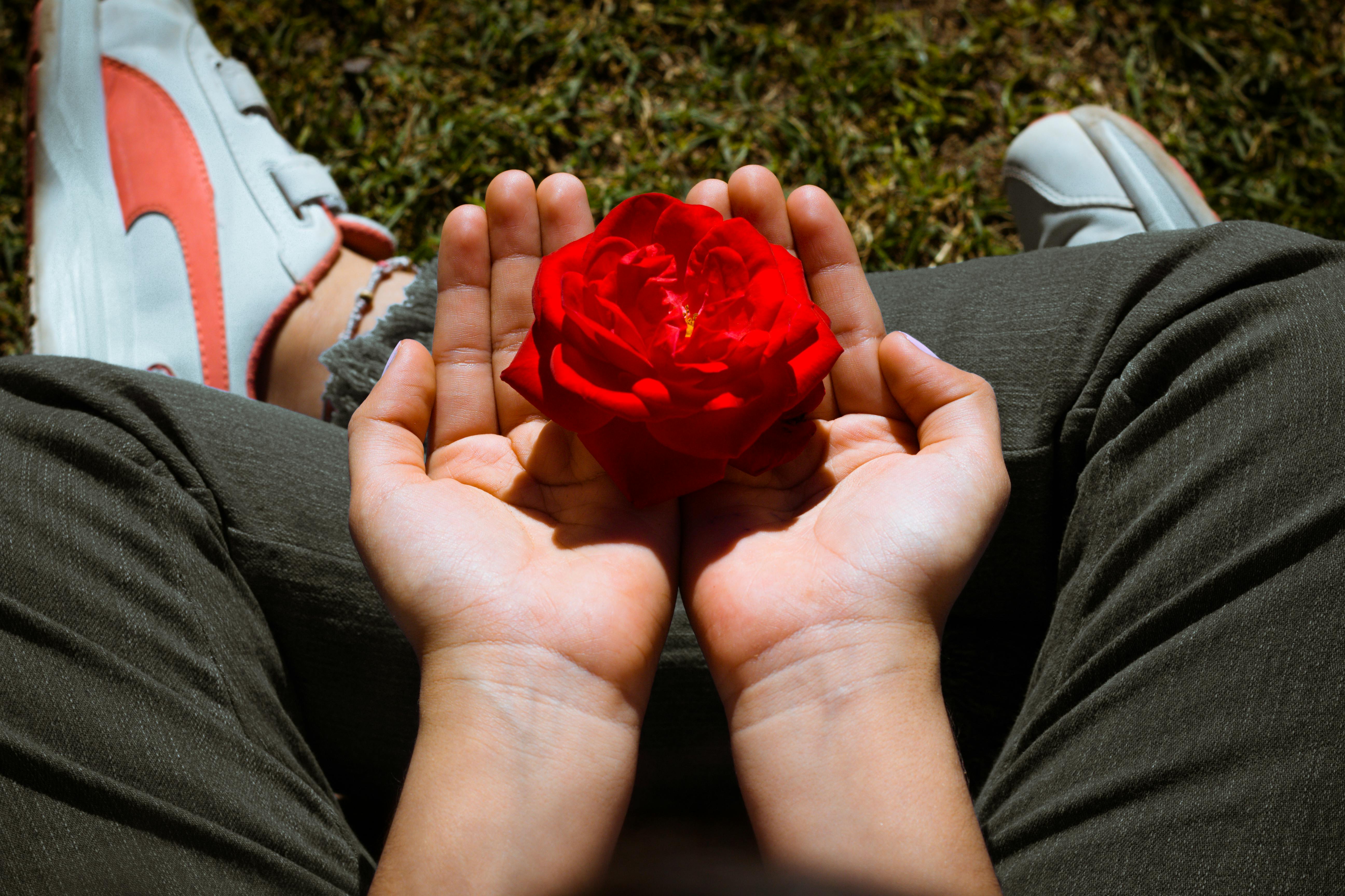 Photo of Person Holding Red Rose · Free Stock Photo